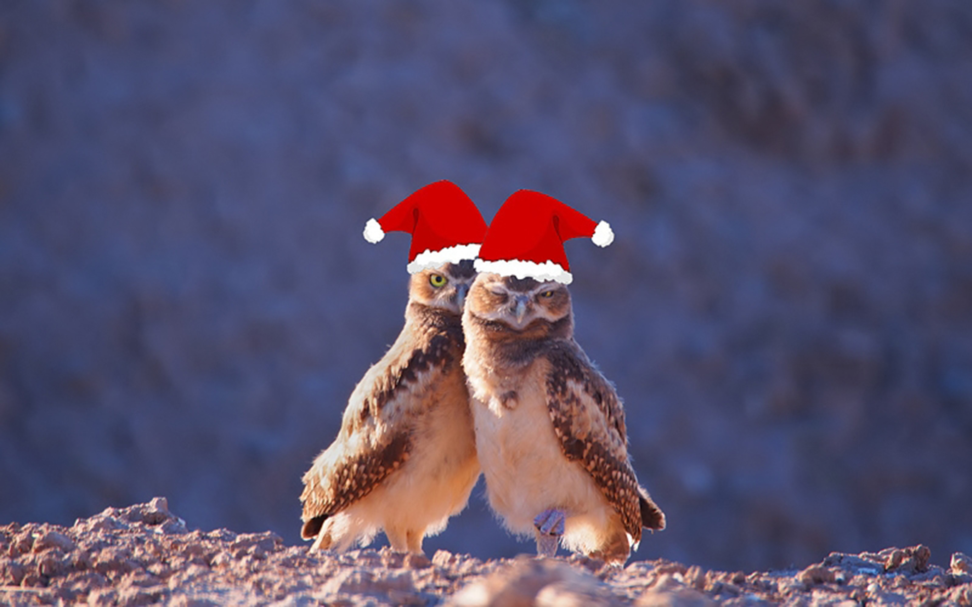 Download Owl Santa Hat Bird Holiday Christmas HD Wallpaper