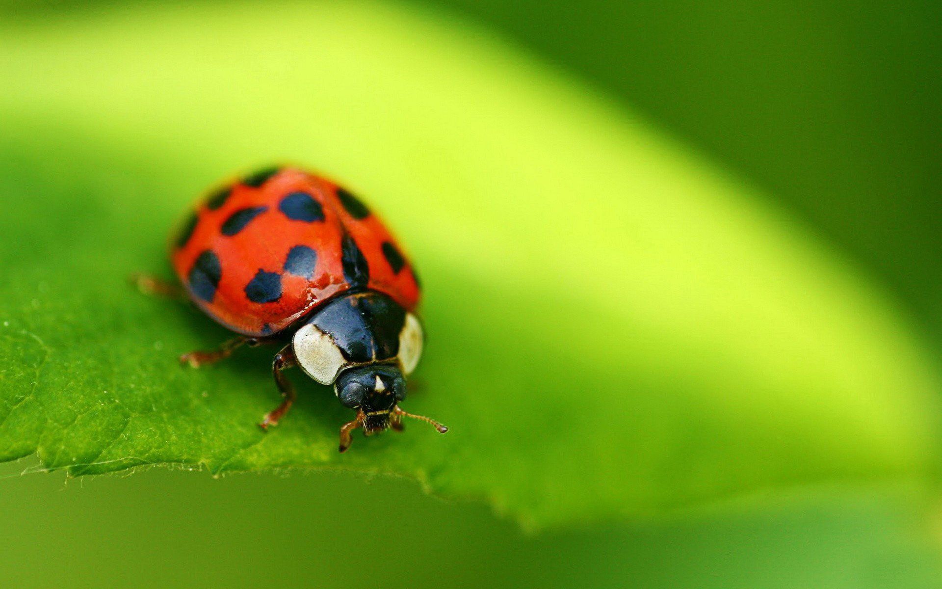 Download Animal Ladybug HD Wallpaper