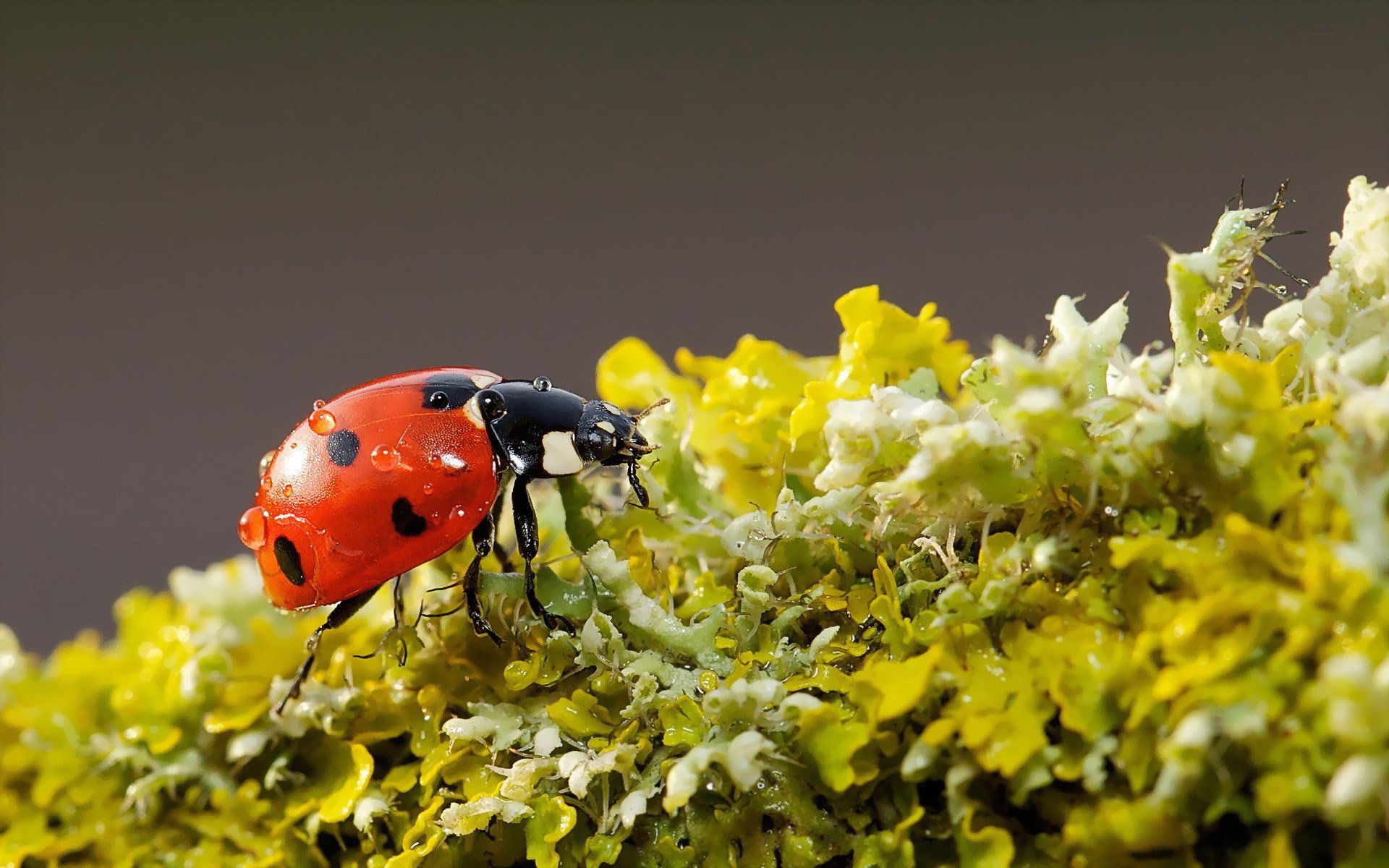 Animal Ladybug HD Wallpaper