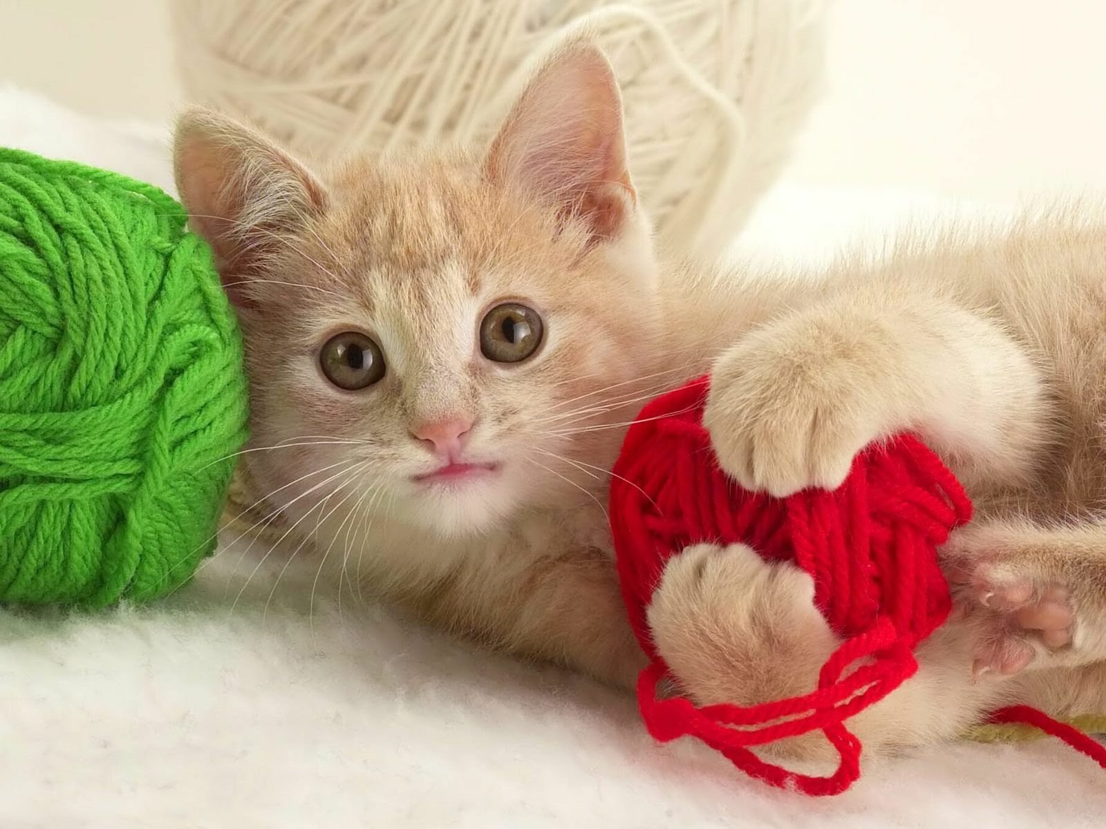 Cat Playing With Yarn
