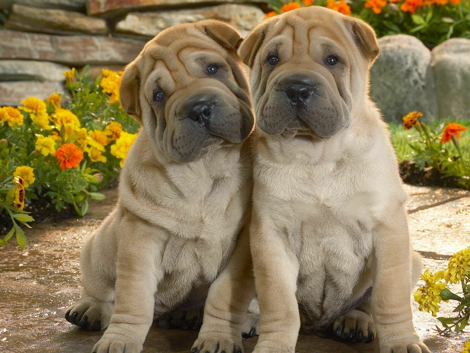 Adorable Shar Pei Puppies HD Wallpaper