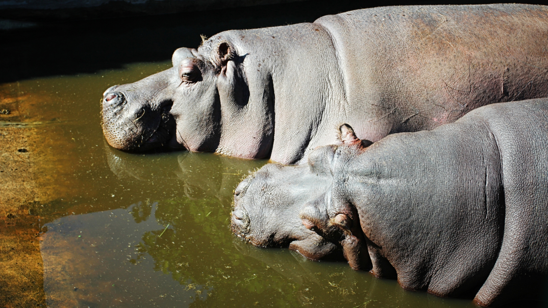 Download Animal Hippo HD Wallpaper