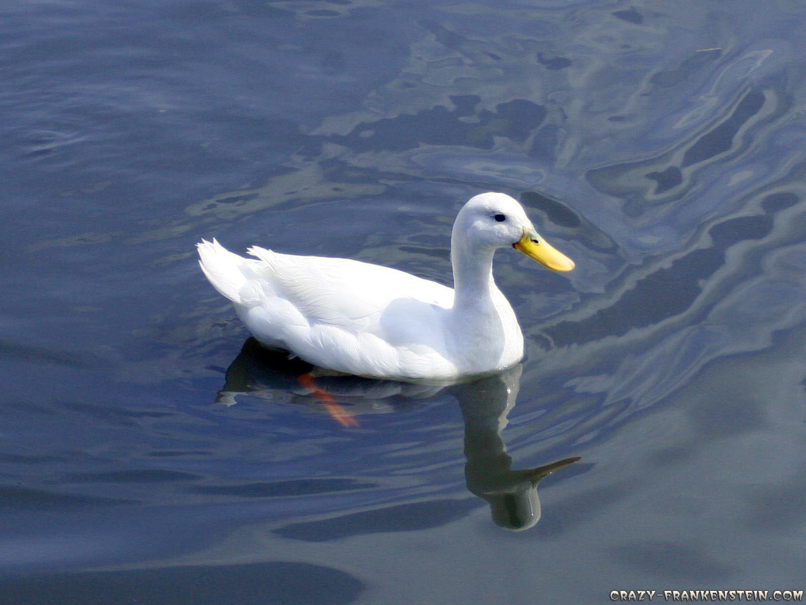 Serene White Duck HD Wallpaper – Tranquil Waterfowl in Nature ...