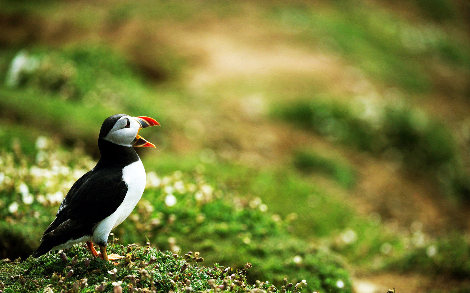 Download Bird Animal Puffin HD Wallpaper