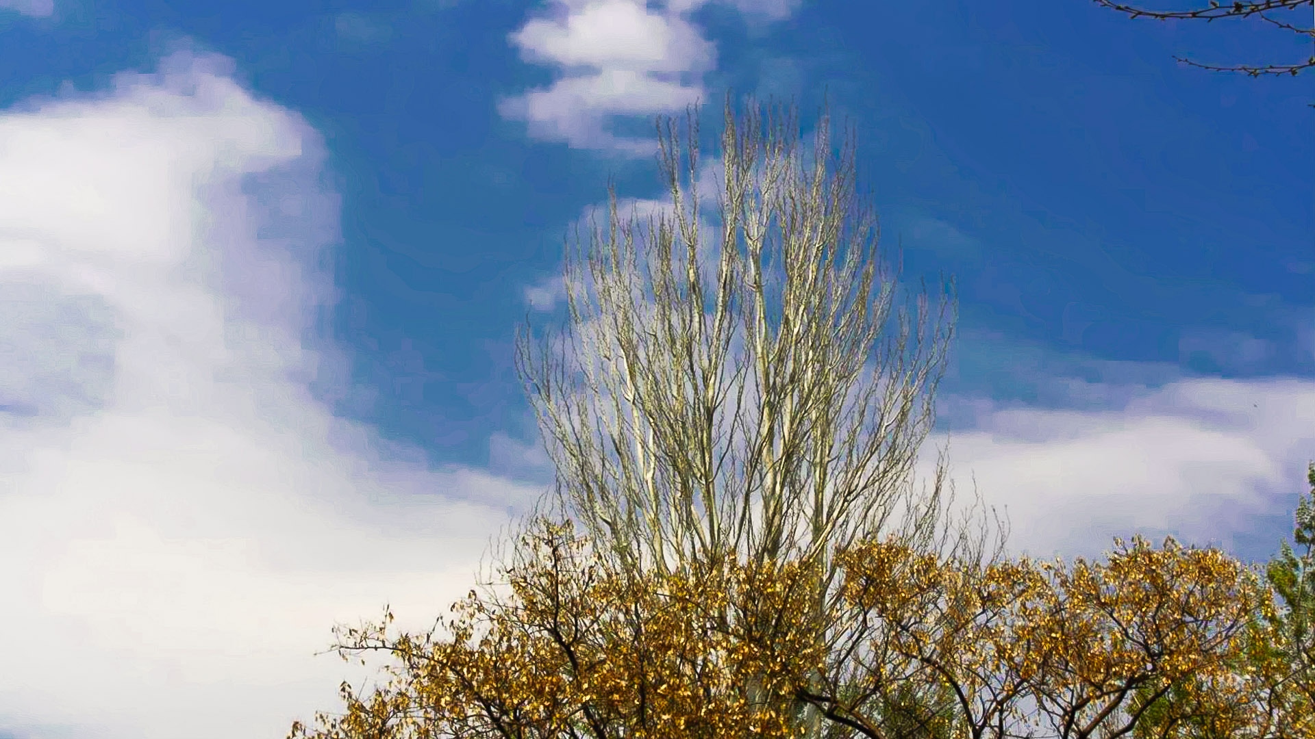 Ramas by egcastillo67