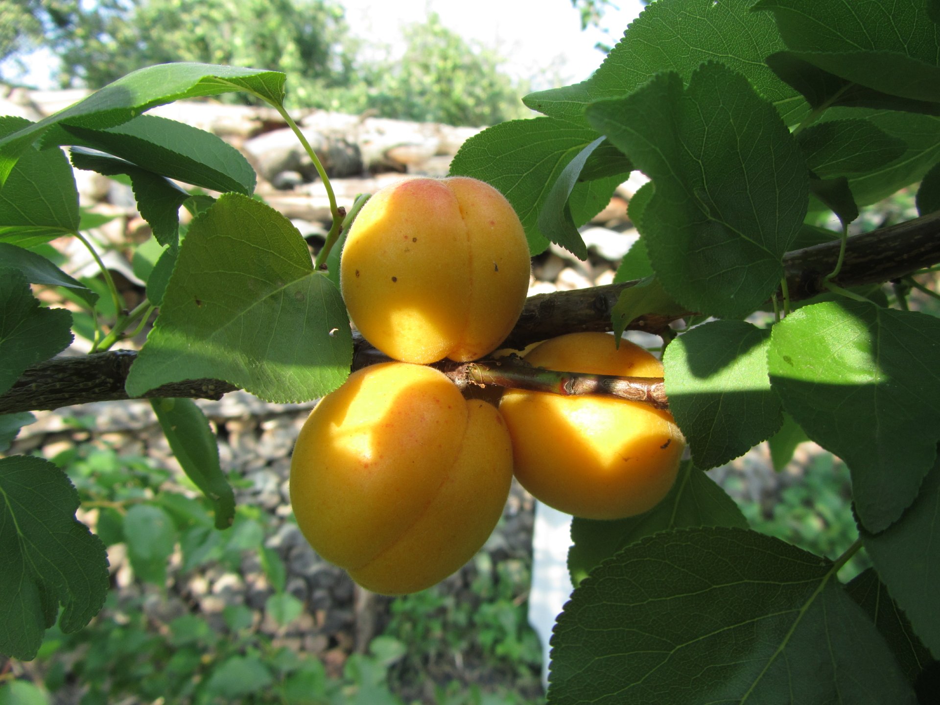Download Nature Apricot Tree 4k Ultra HD Wallpaper by Vergilius
