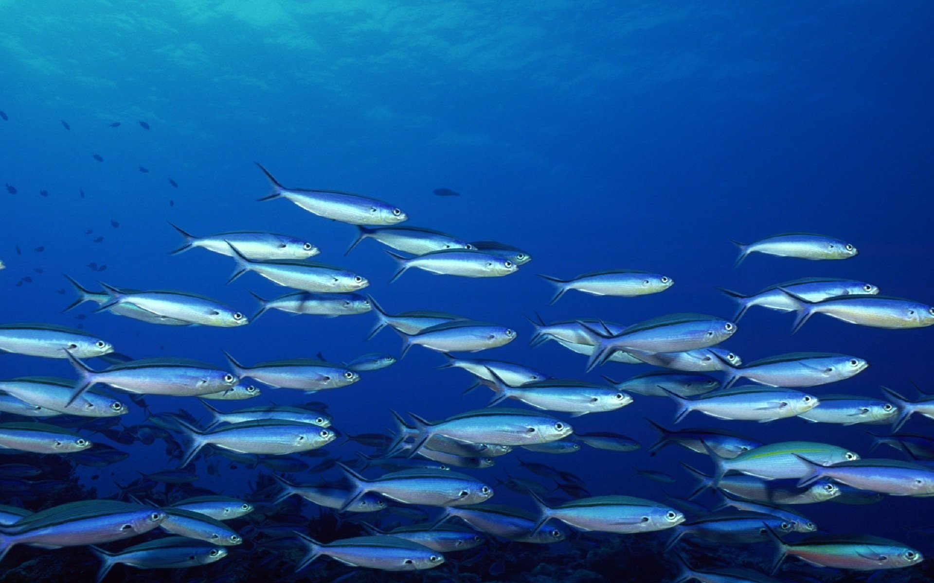 Download Animal Fish HD Wallpaper