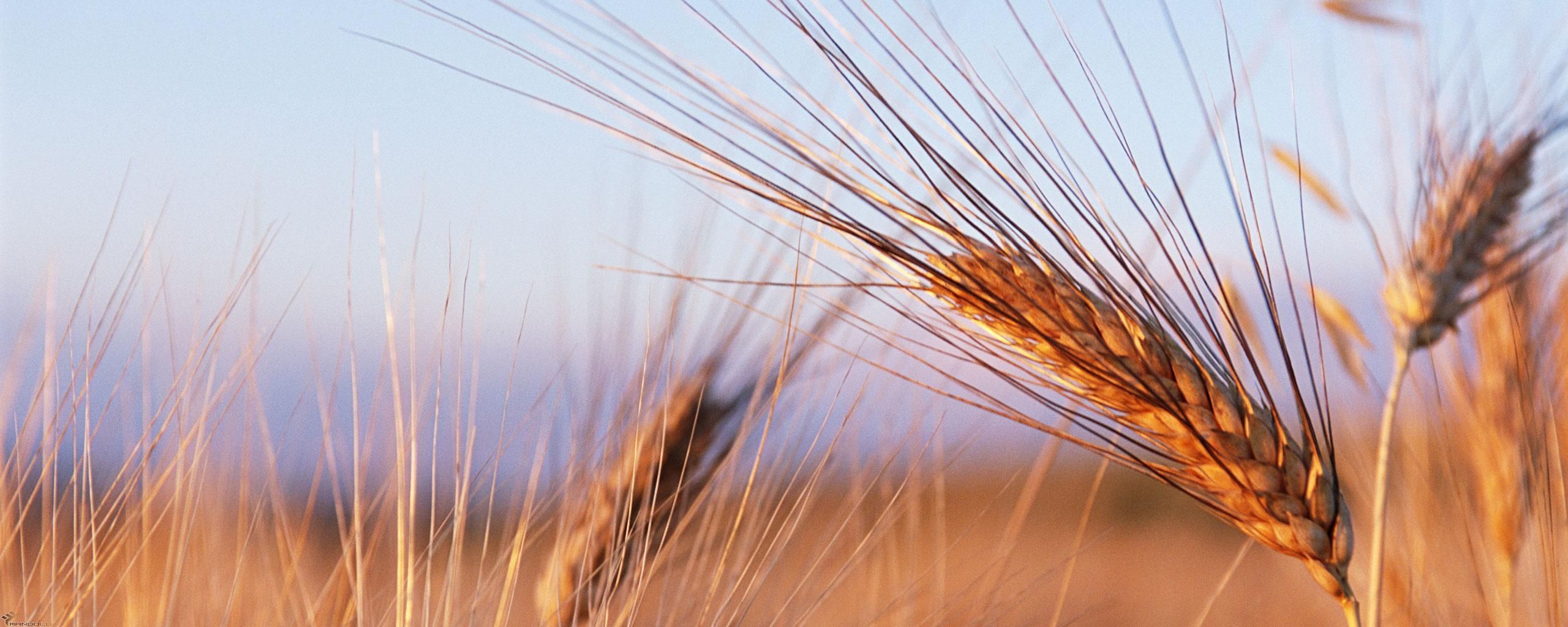 Wheat Up Close Wallpaper