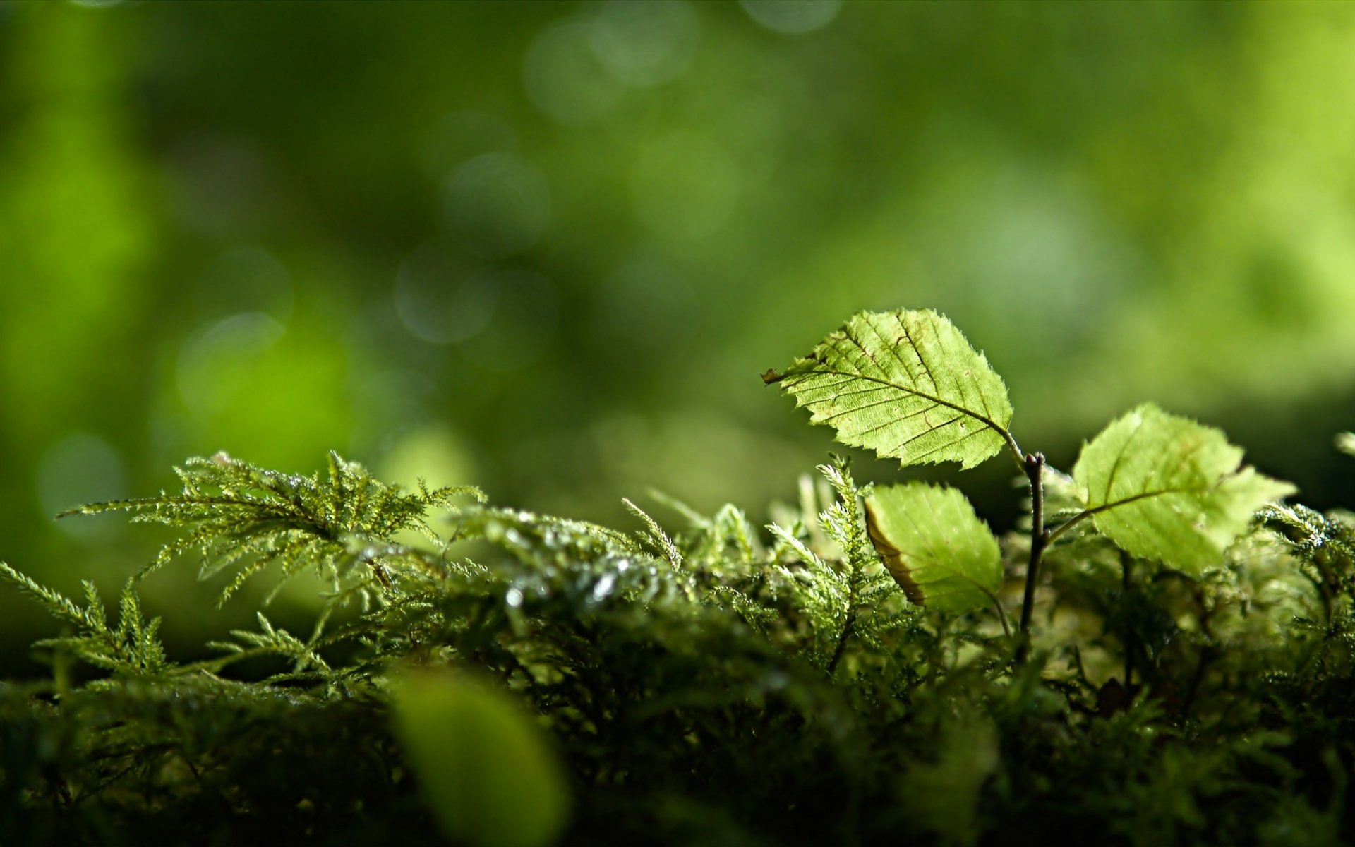 Download Nature Sprout HD Wallpaper