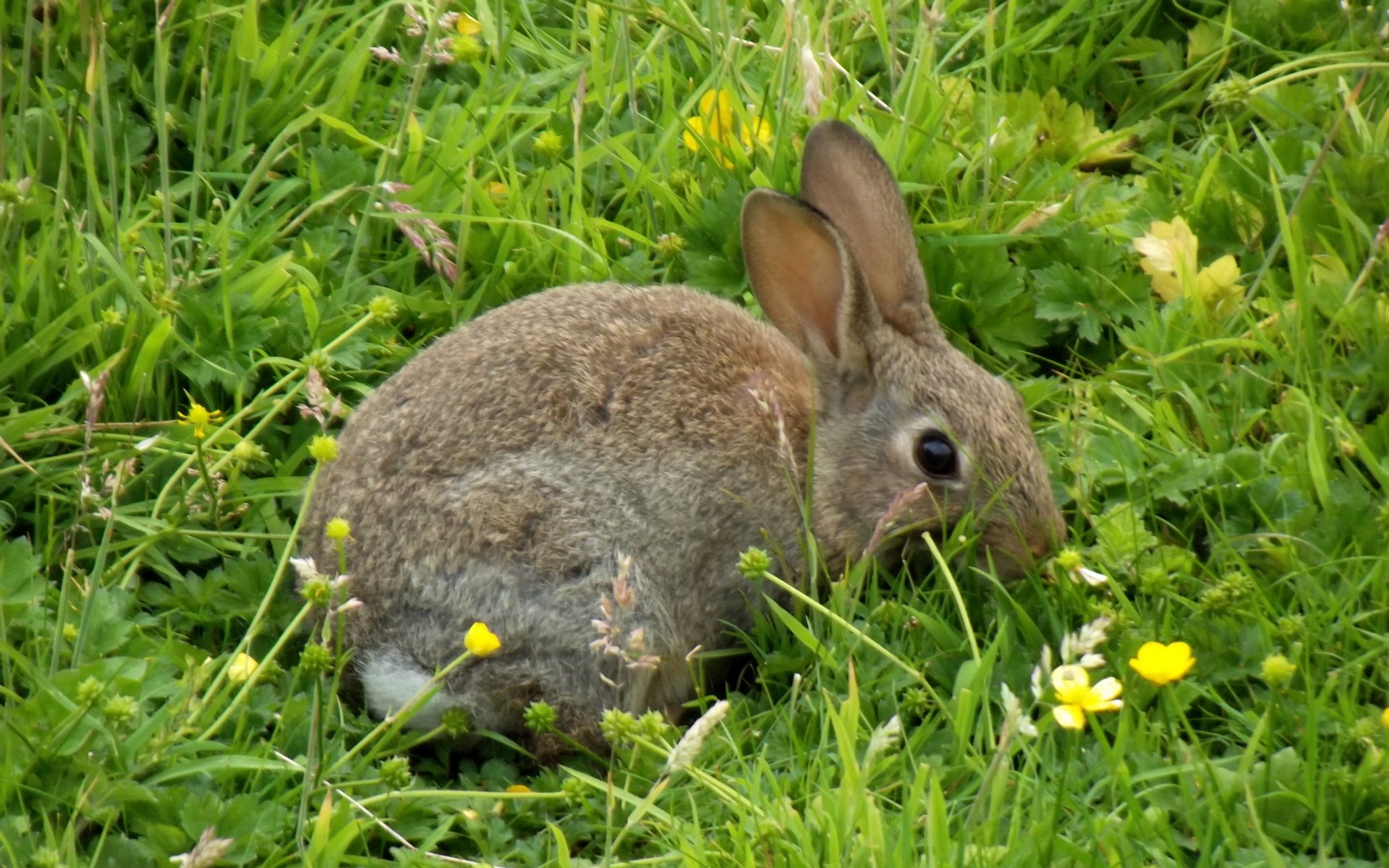 Download Animal Rabbit HD Wallpaper