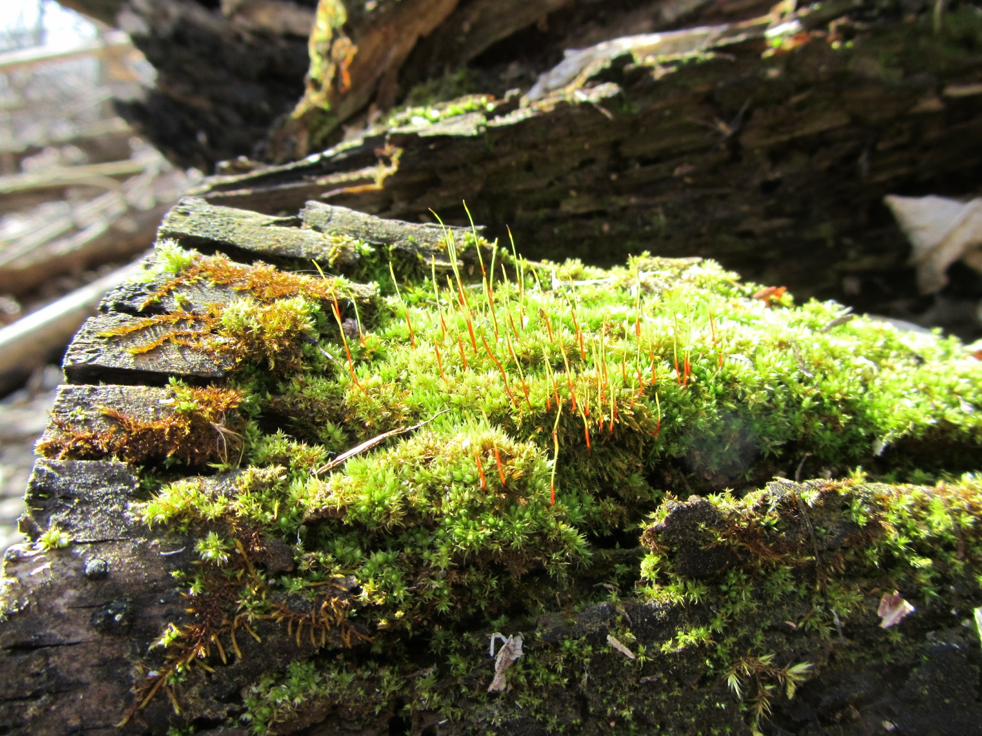 Download Nature Moss 4k Ultra HD Wallpaper by Vergilius