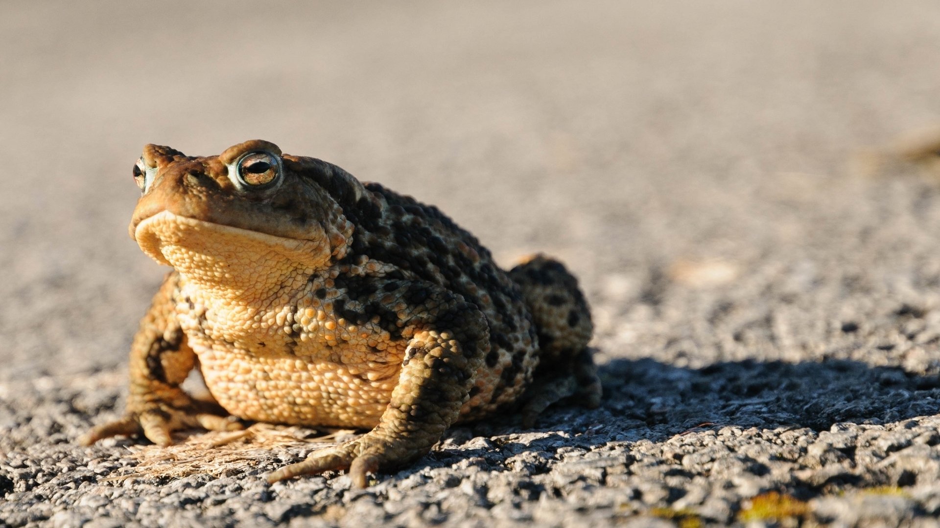 Download Animal Toad HD Wallpaper