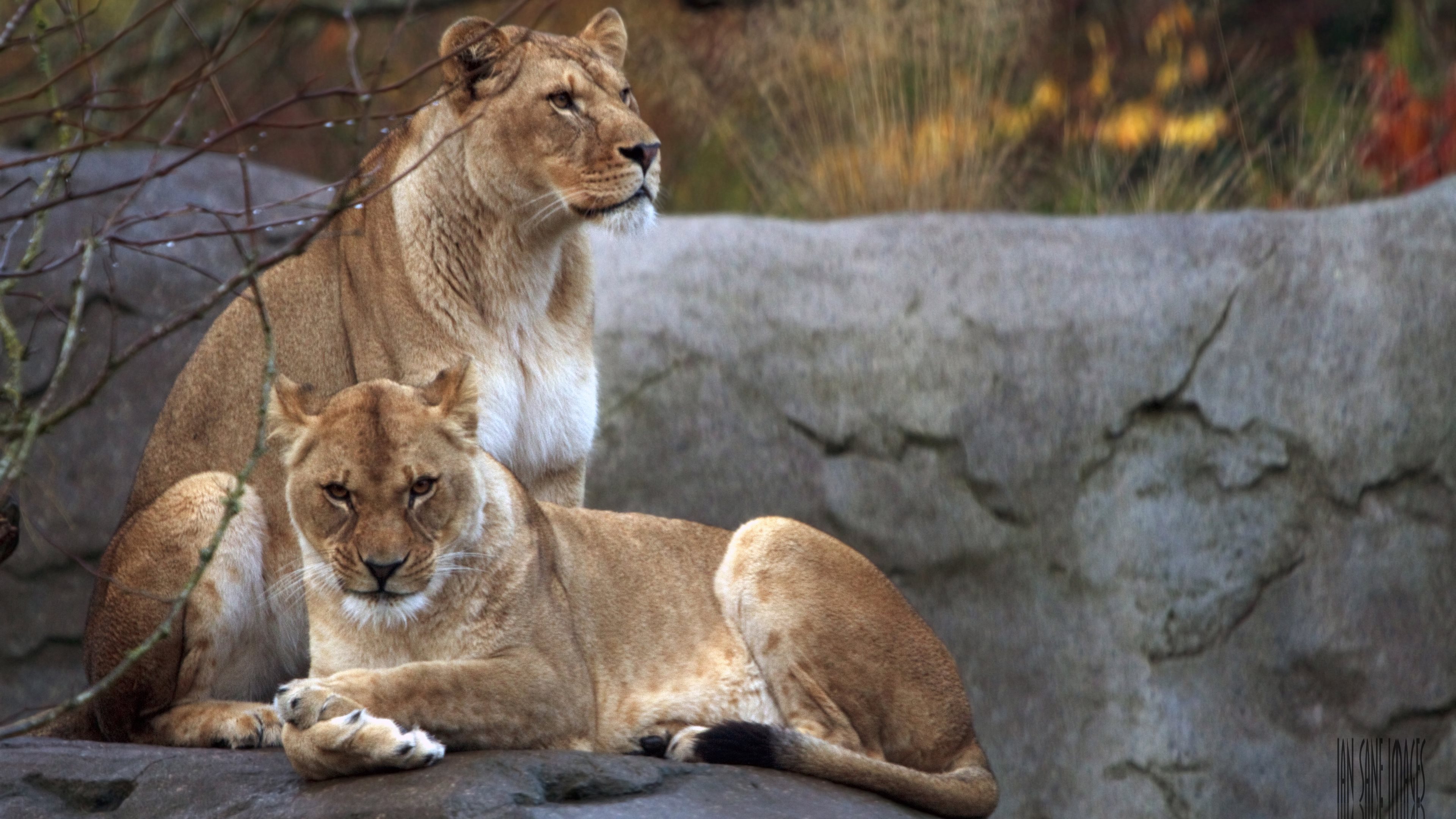 Majestic Lions in 4K Ultra HD Wallpaper