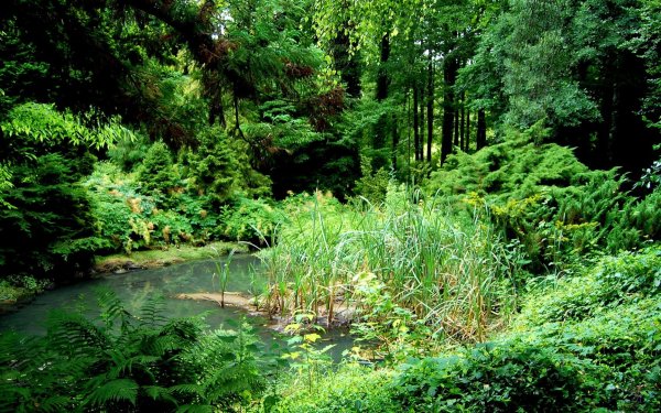 Swamp 4k Ultra HD Wallpaper | Background Image | 5000x2812