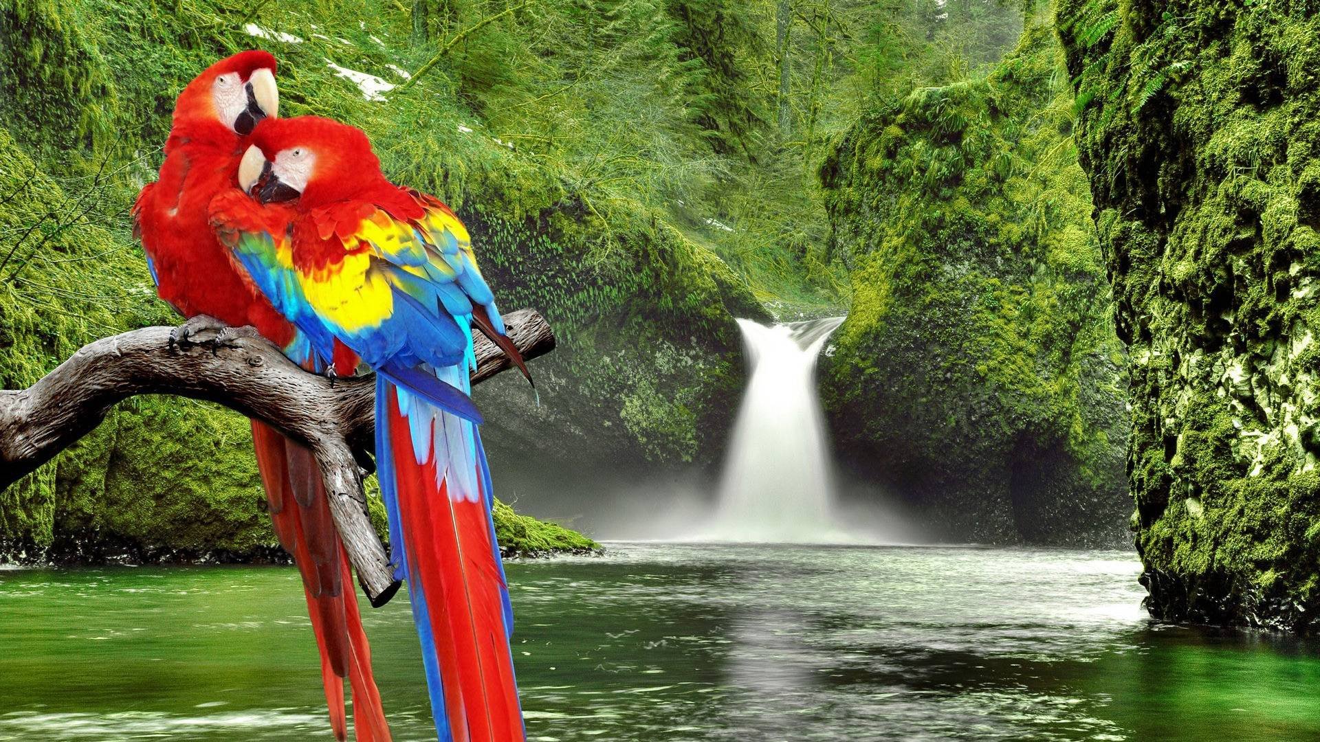 Download Bird Animal Scarlet Macaw HD Wallpaper