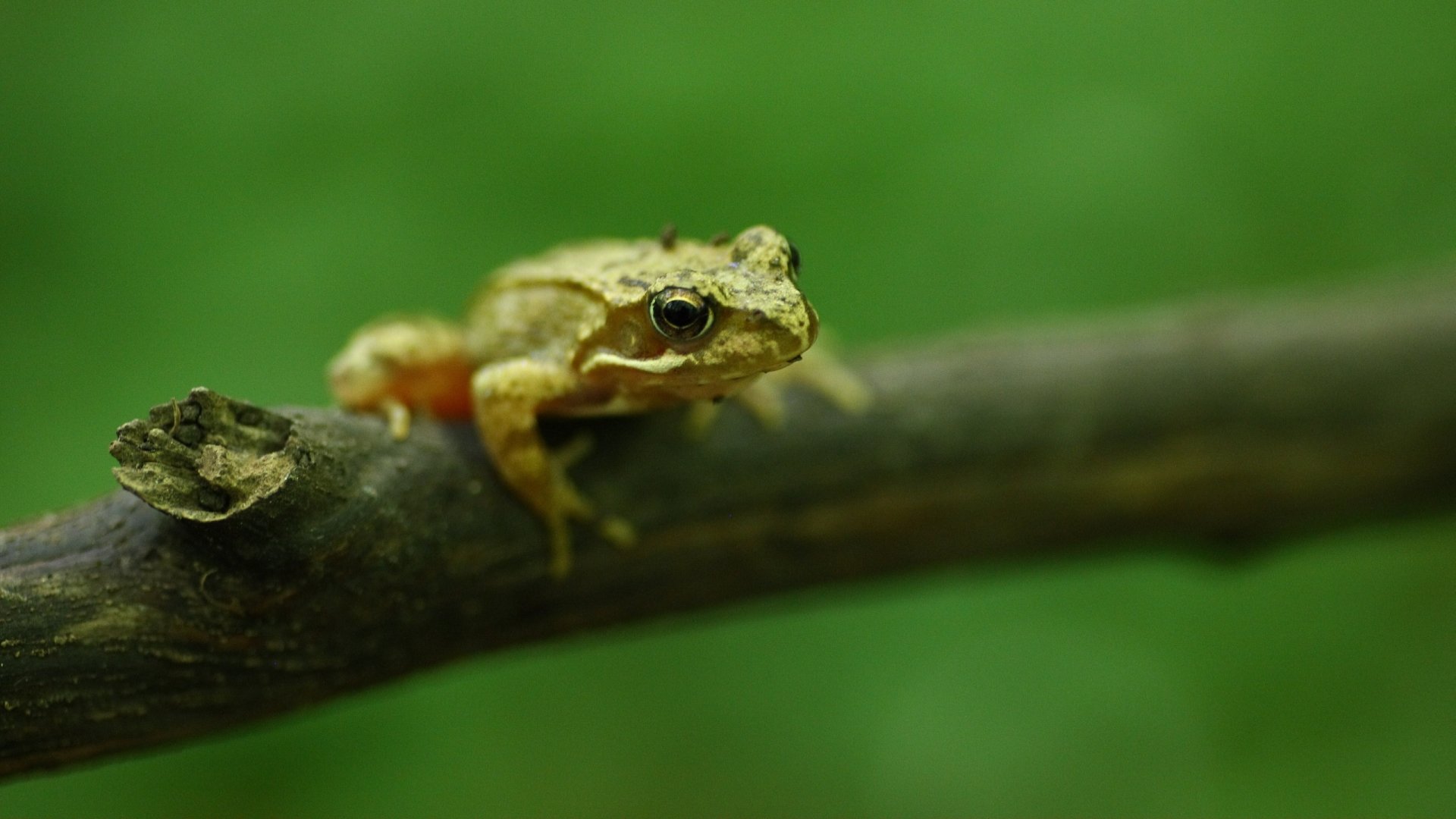 Wallpapers De Ranas En Hd Fondos De Pantalla De Ranas