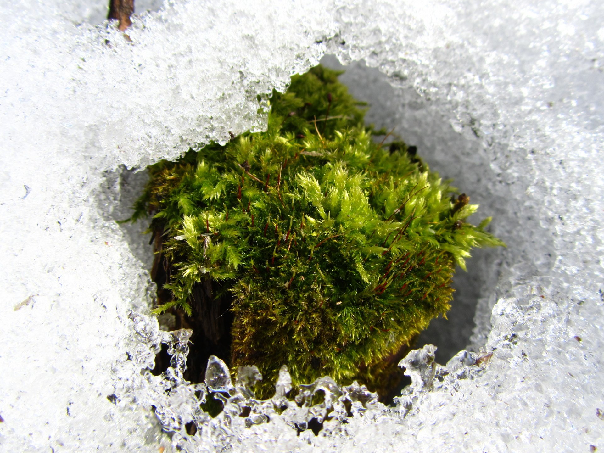 Download Nature Moss 4k Ultra HD Wallpaper by Vergilius