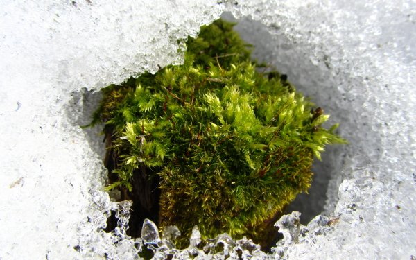 [160+] Moss 4k Wallpapers