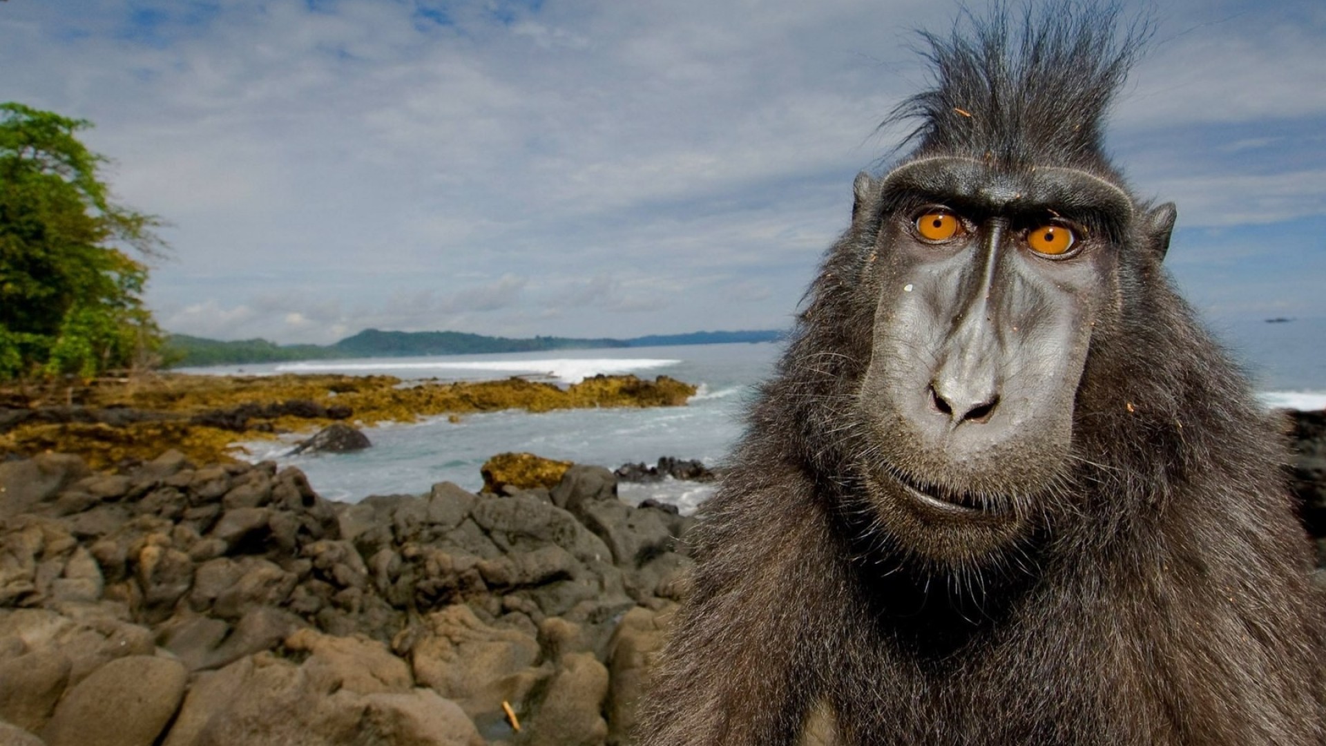 Crested black macaque HD Wallpaper