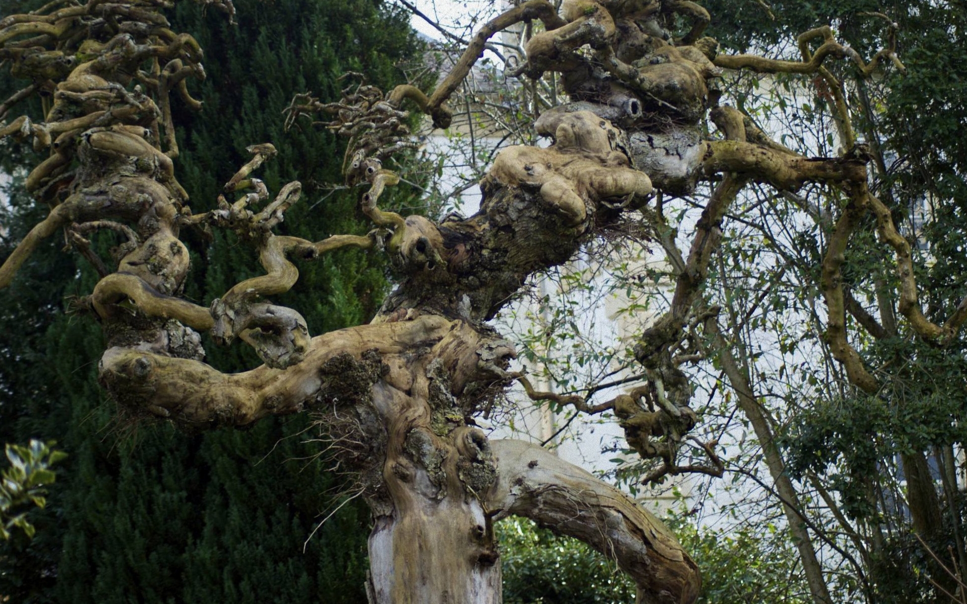 Download Nature Twisted Tree HD Wallpaper