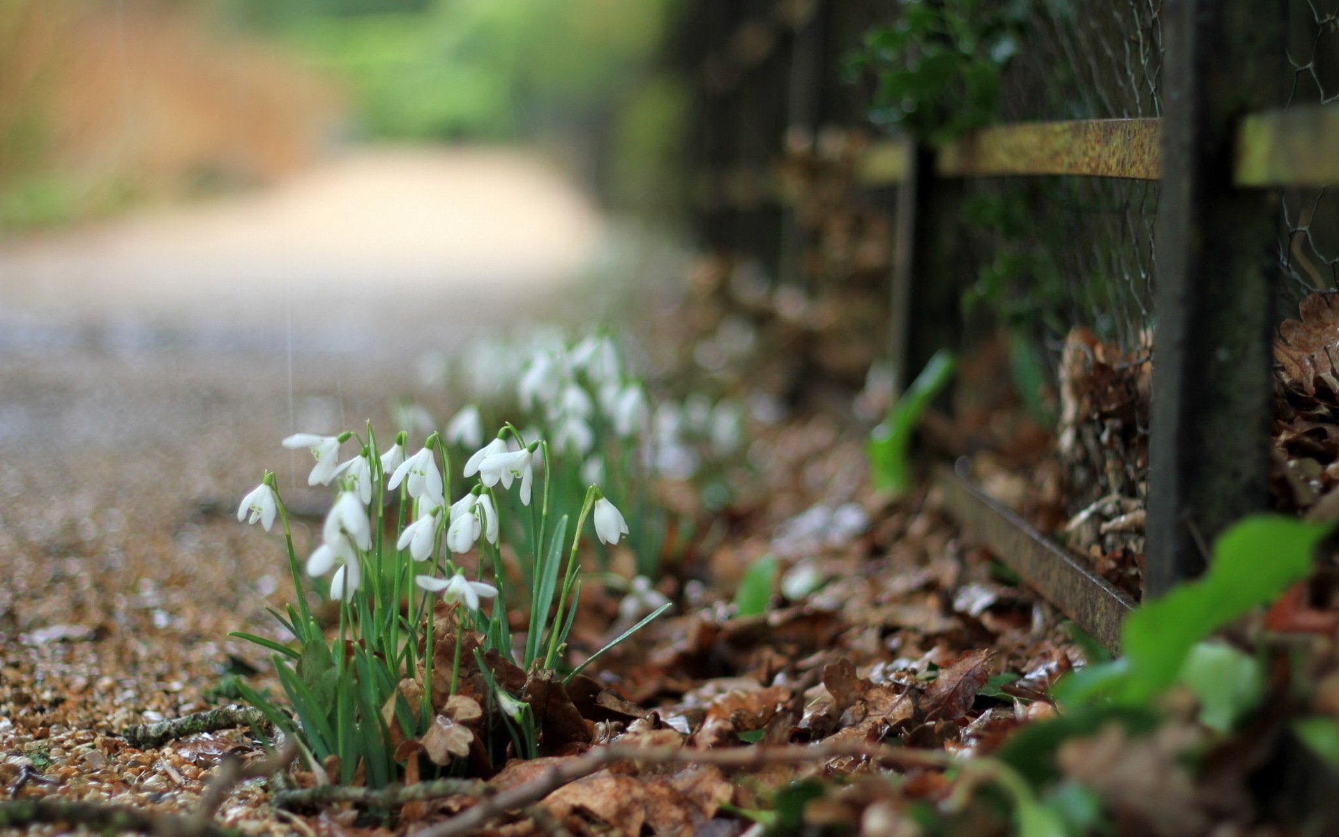 Snowdrop Serenity: Stunning HD Nature Wallpaper of Delicate Spring ...