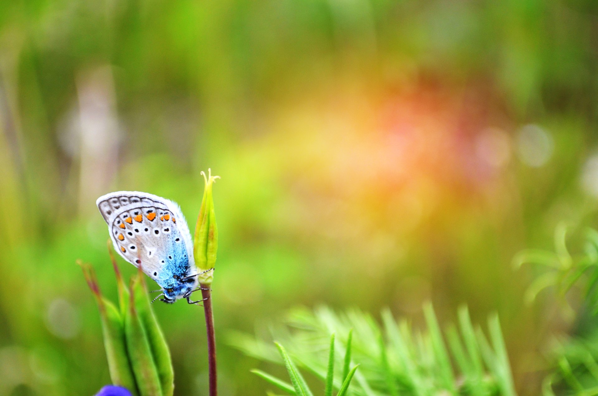 Download Animal Butterfly 4k Ultra HD Wallpaper