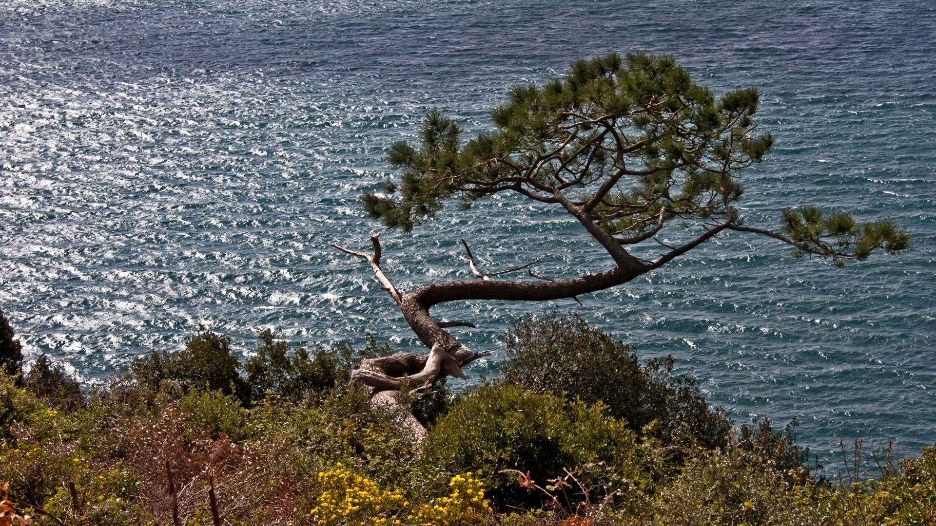 Download Nature Twisted Tree HD Wallpaper