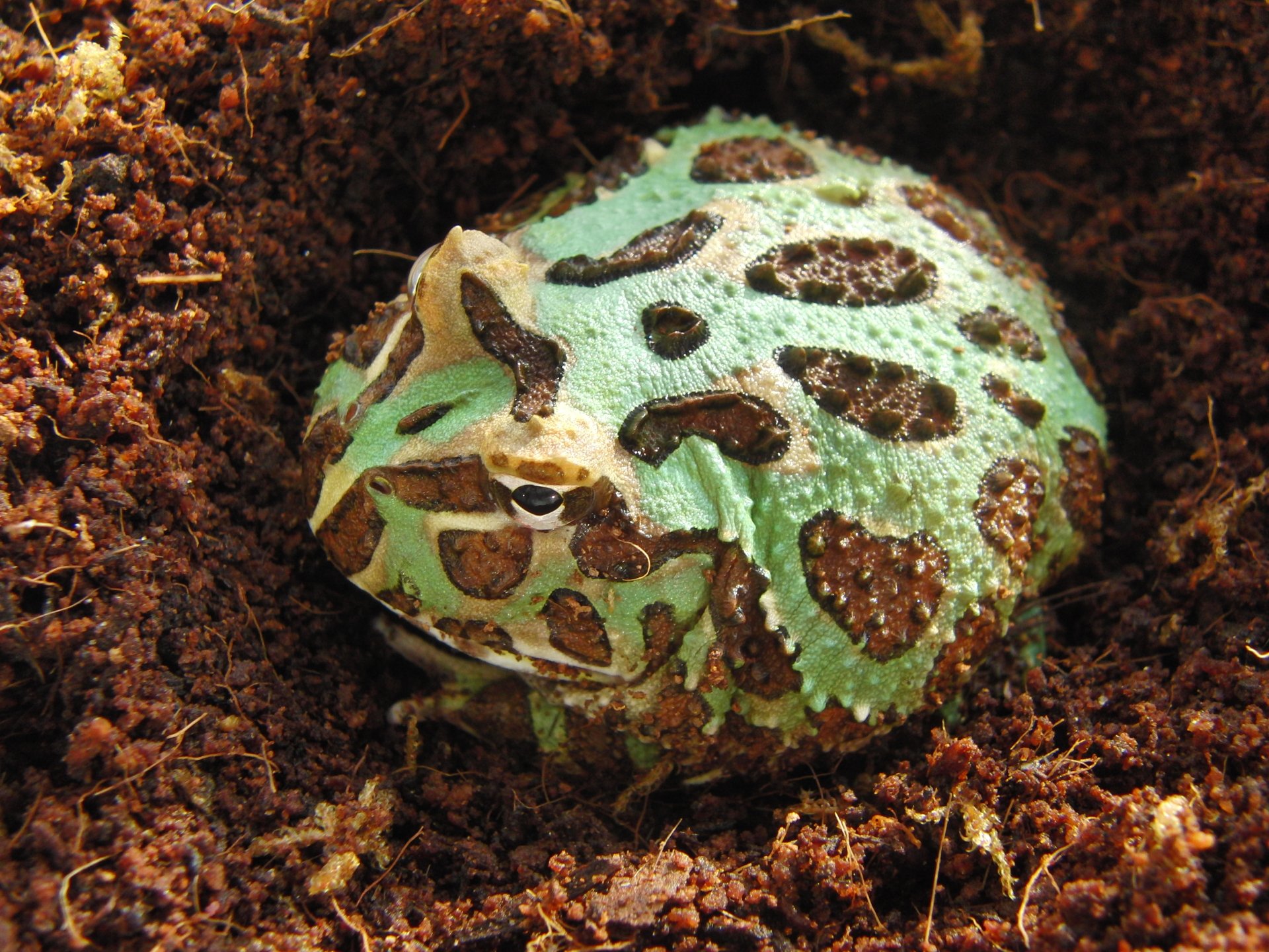 Download Animal Pac-man Frog HD Wallpaper