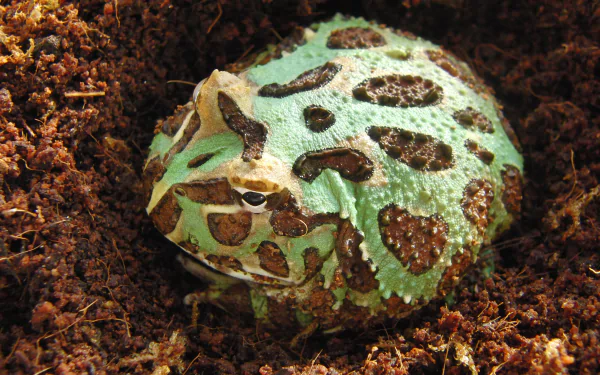 [10+] Pac-man Frog Wallpapers