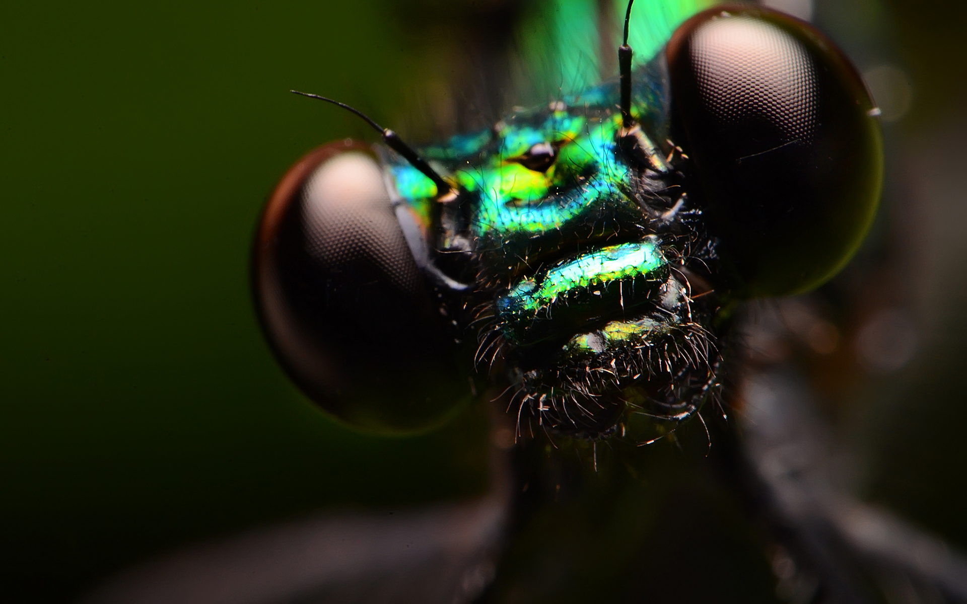 Download Animal Insect HD Wallpaper