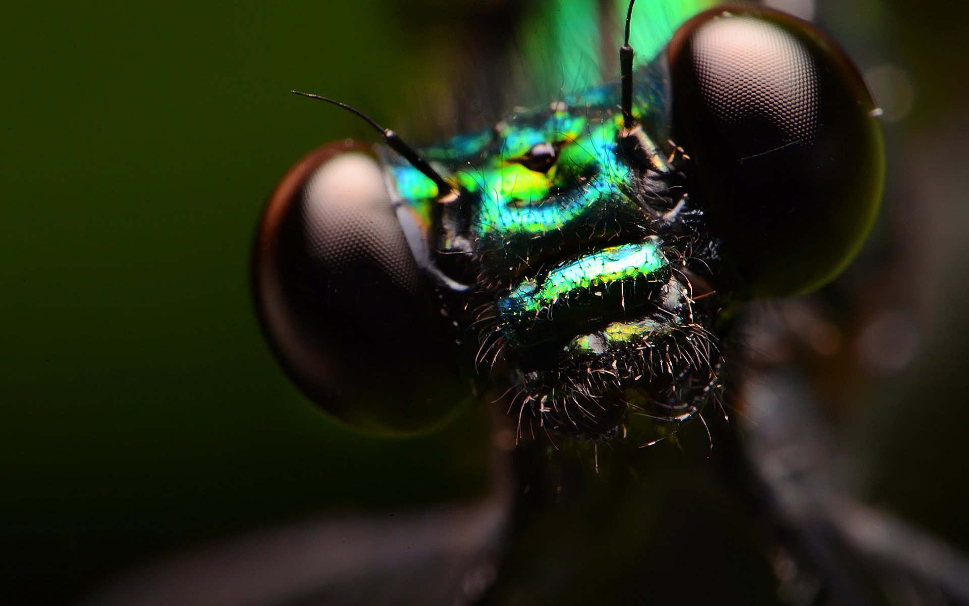 Download Animal Insect HD Wallpaper