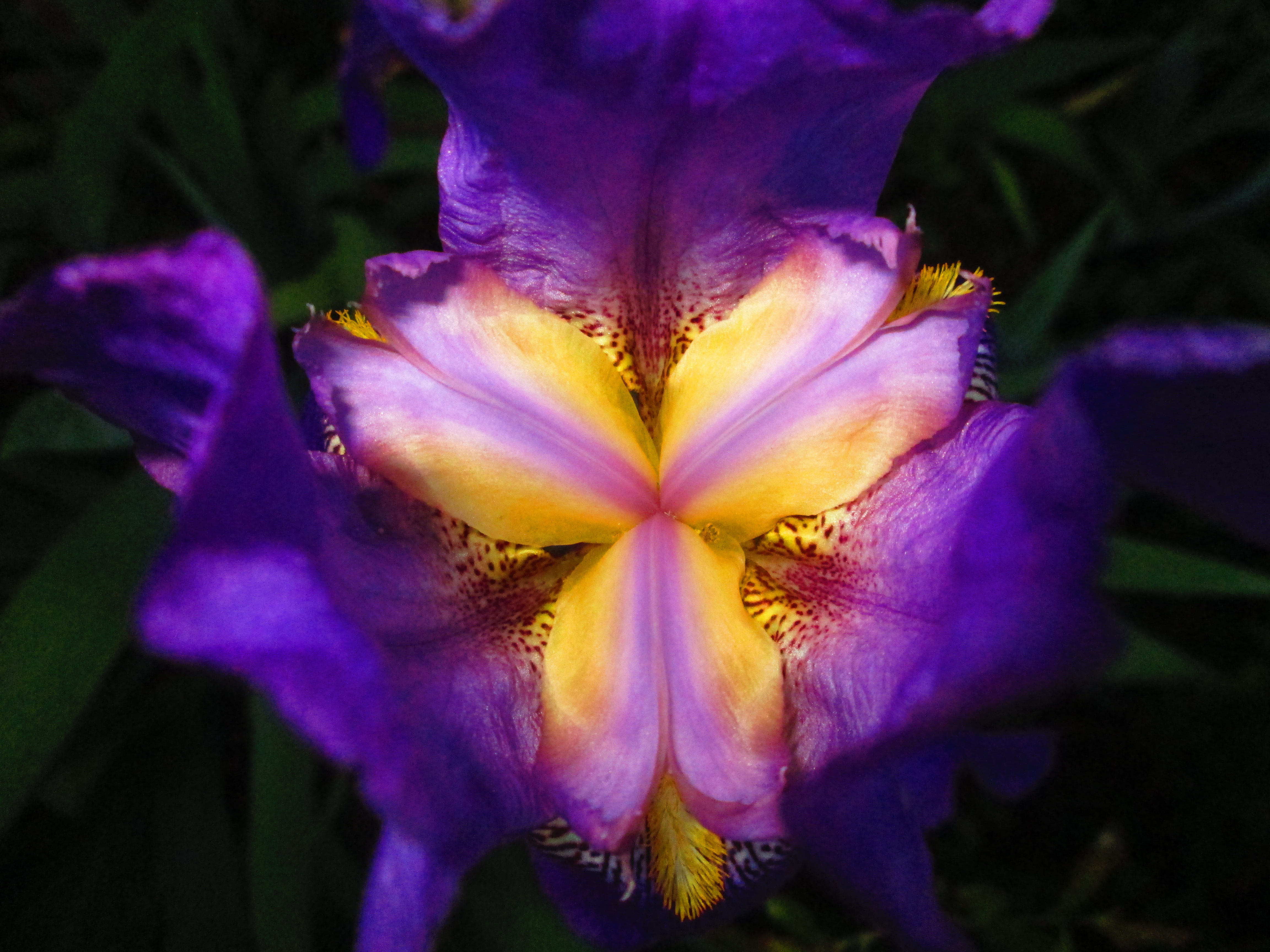 Iris by Zachary