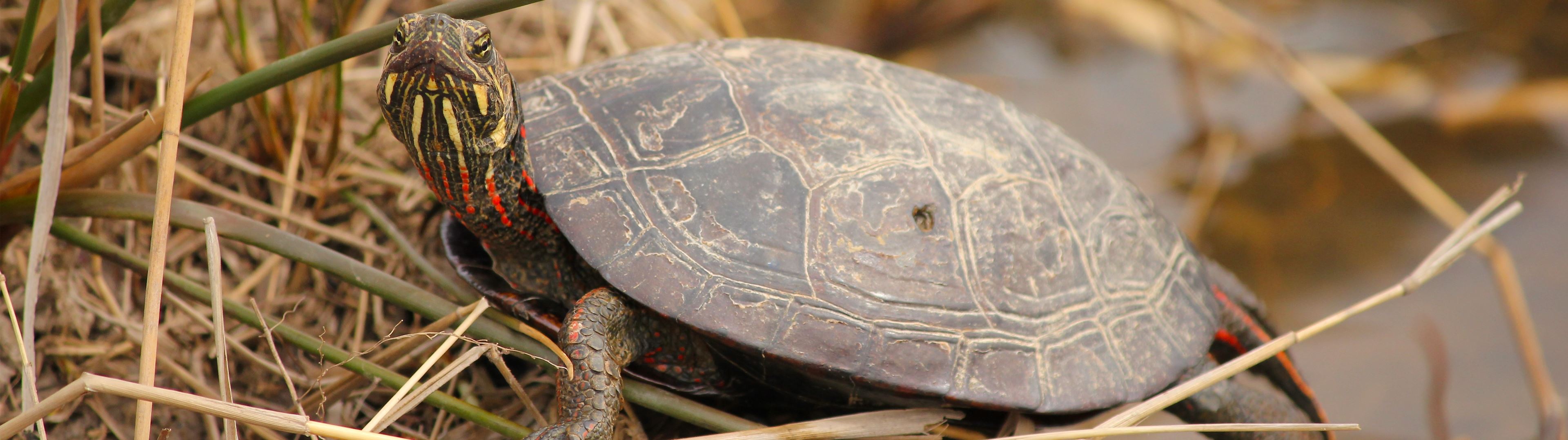 Download Animal Turtle HD Wallpaper