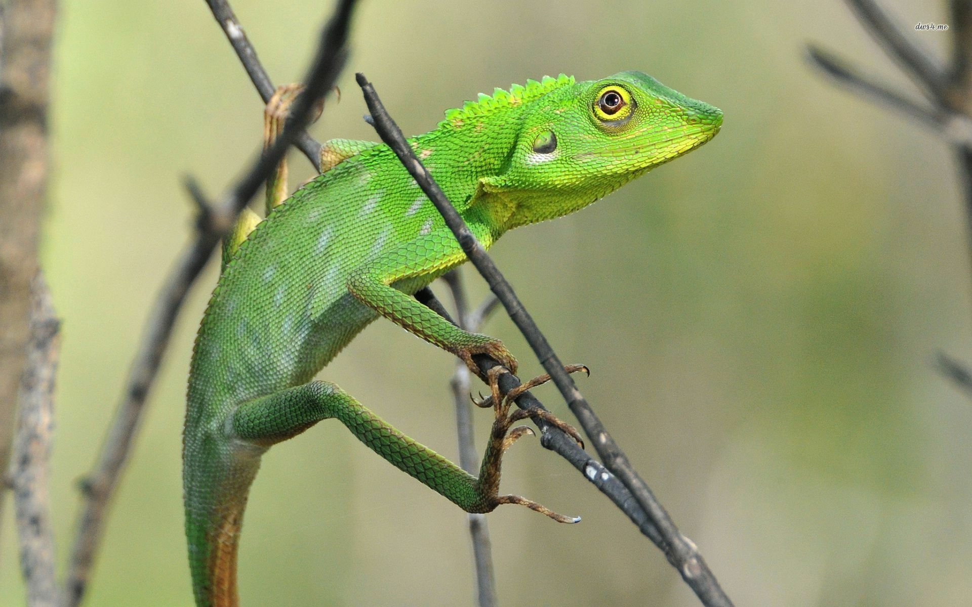 Download Animal Lizard HD Wallpaper