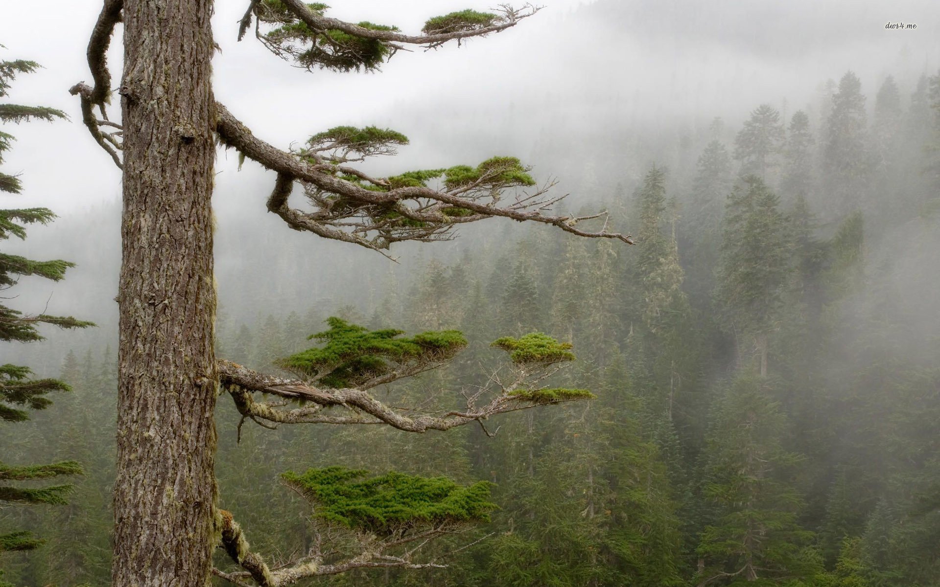 Download Nature Tree HD Wallpaper