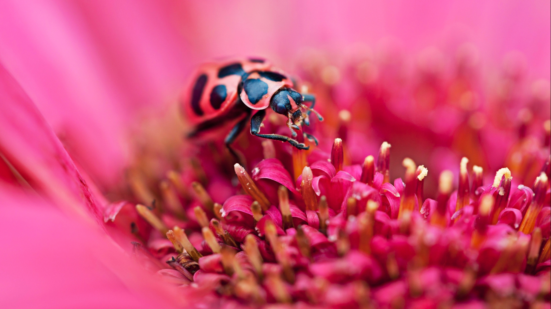 Download Animal Ladybug HD Wallpaper