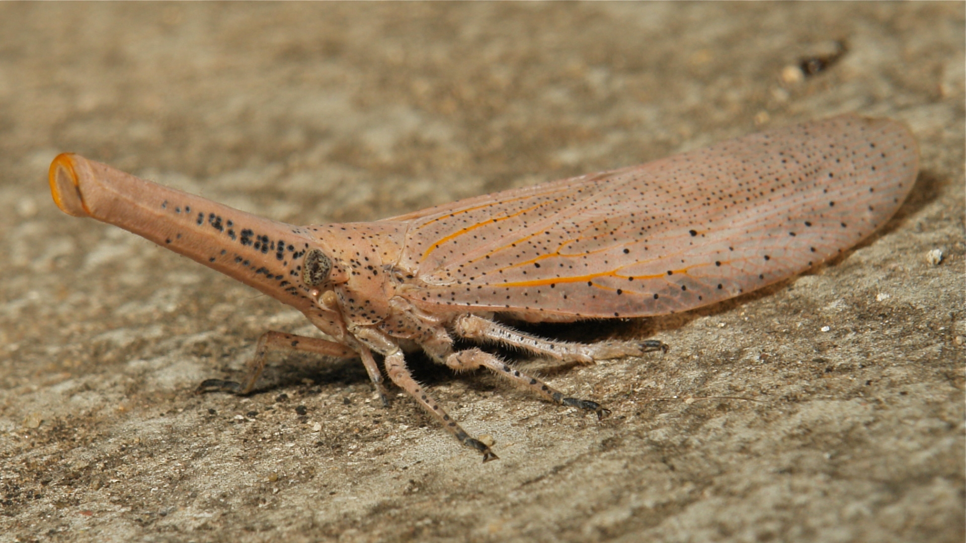 Lantern Fly HD Wallpaper