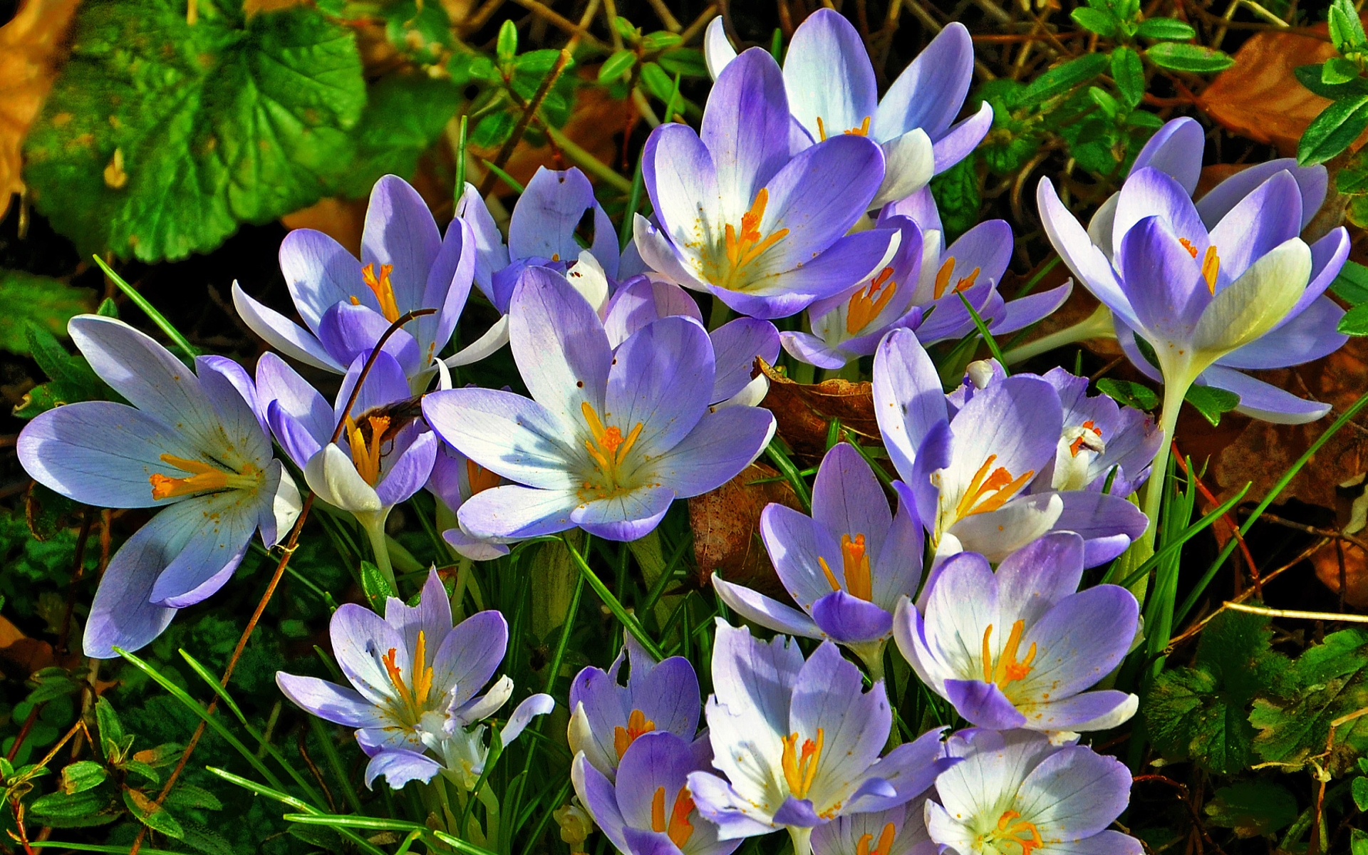 Download Flower Nature Crocus HD Wallpaper