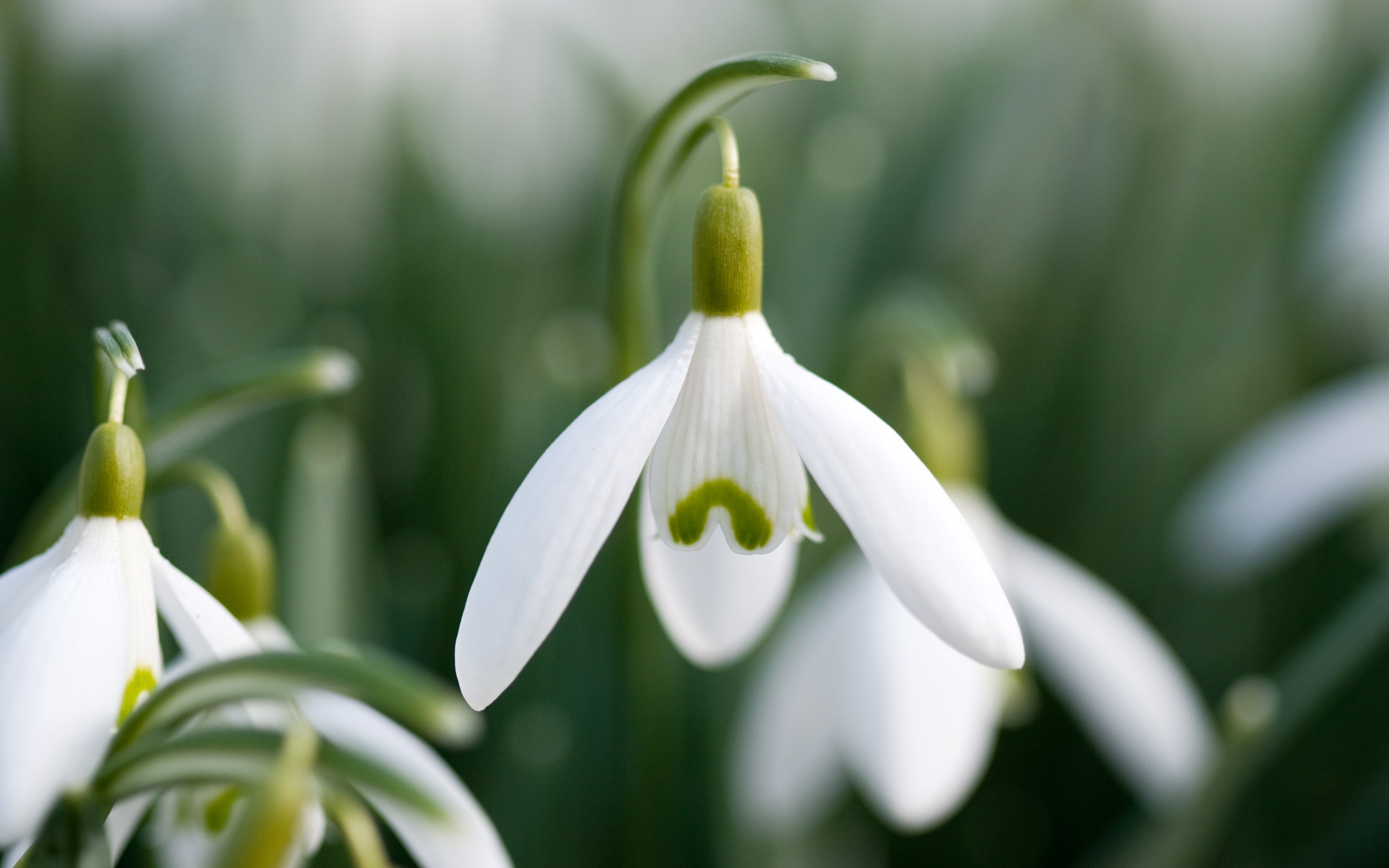 Download Flower Nature Snowdrop HD Wallpaper