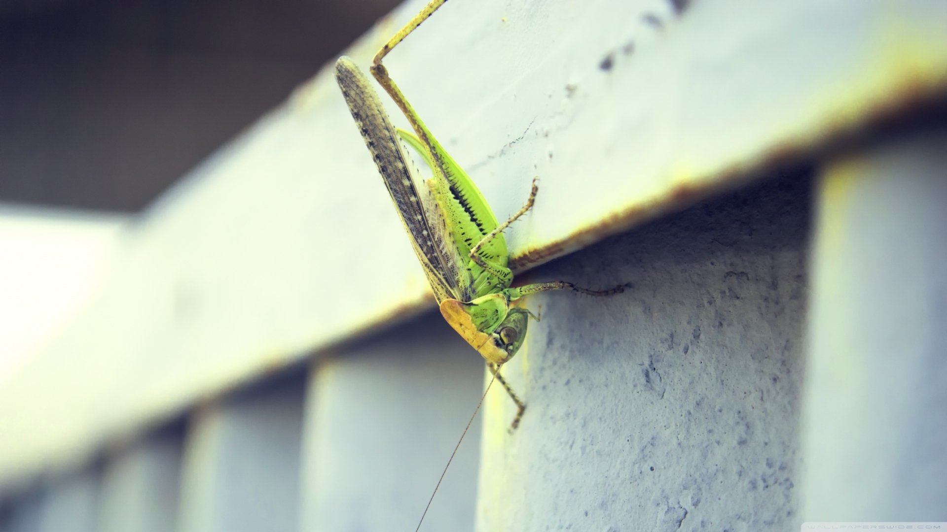 Download Animal Grasshopper HD Wallpaper