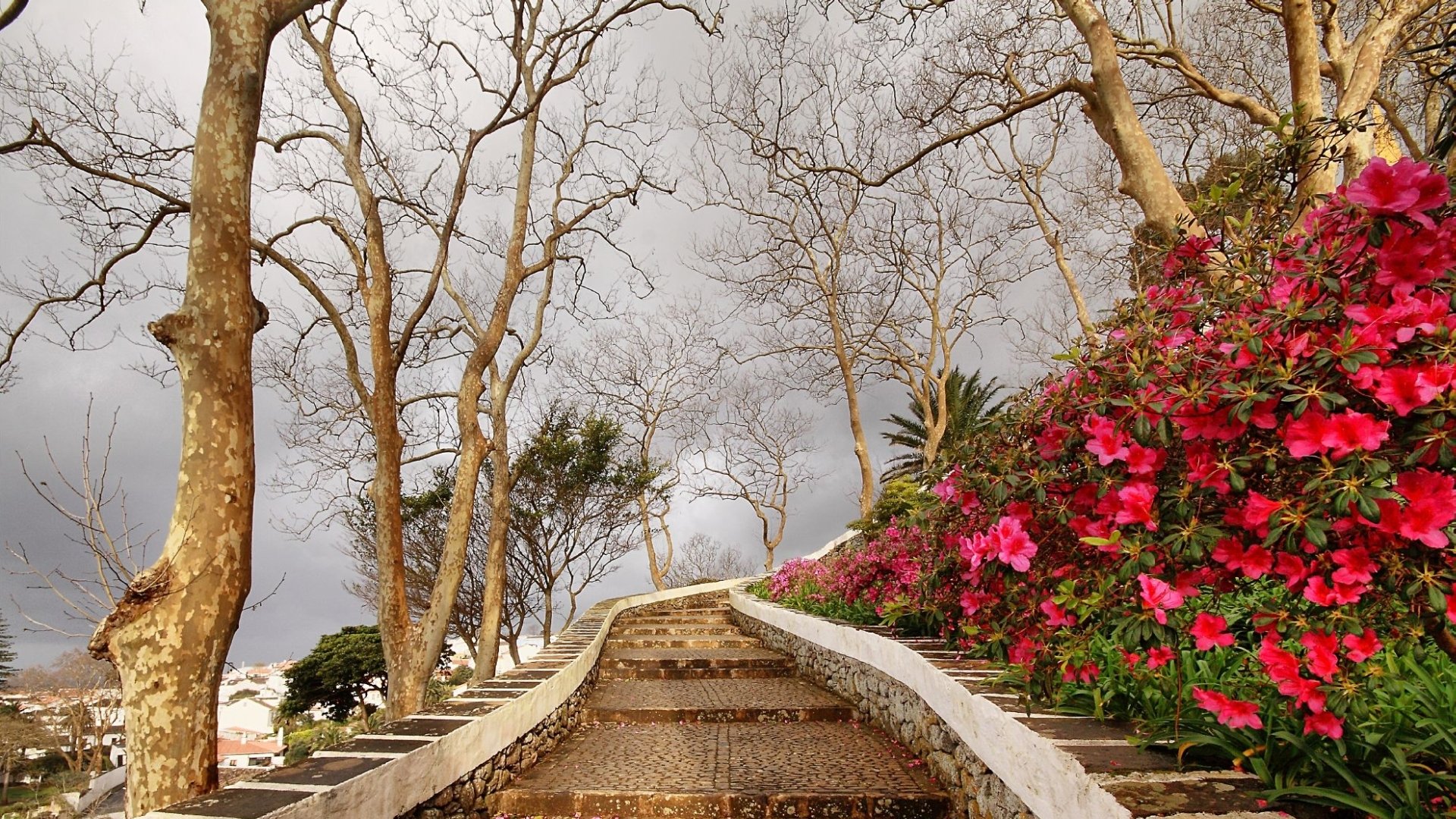 Download Nature Azalea HD Wallpaper