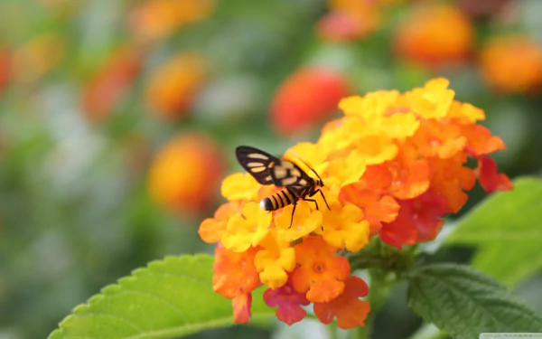 [1600+] Insect Wallpapers