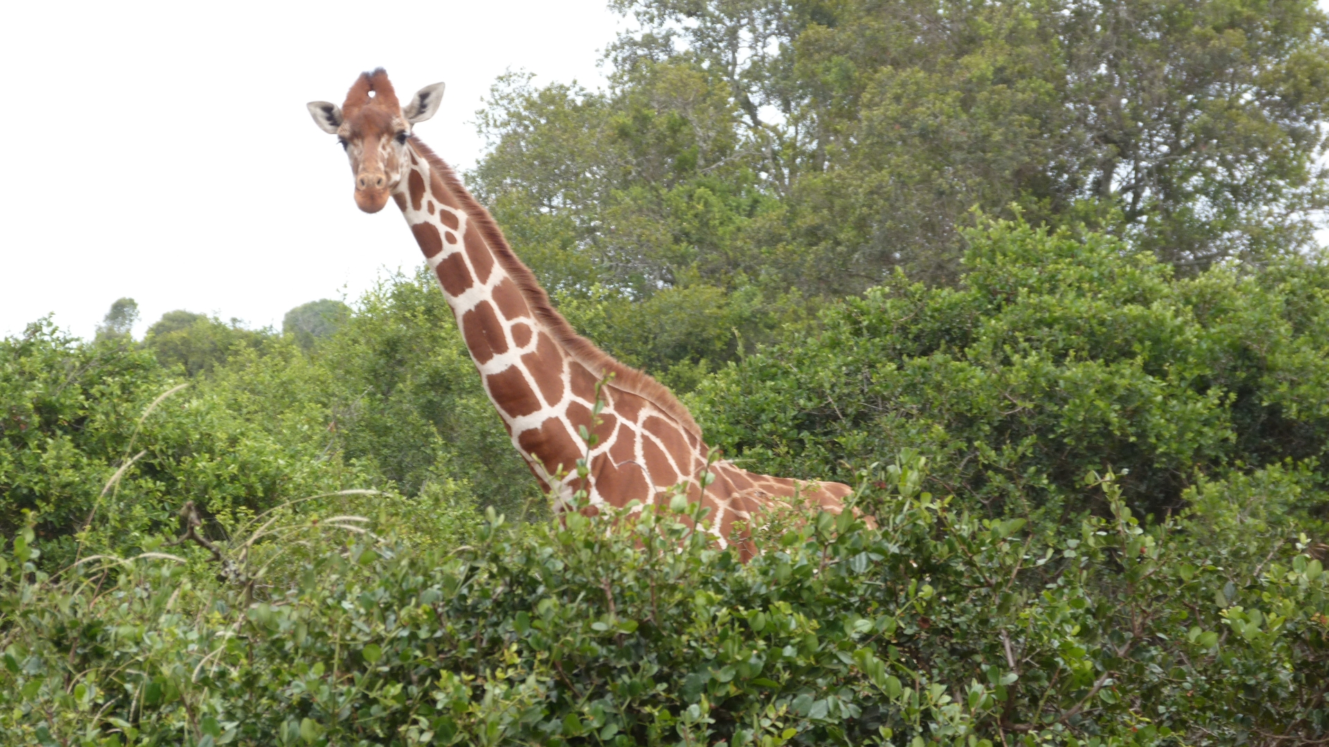 Download Animal Giraffe HD Wallpaper