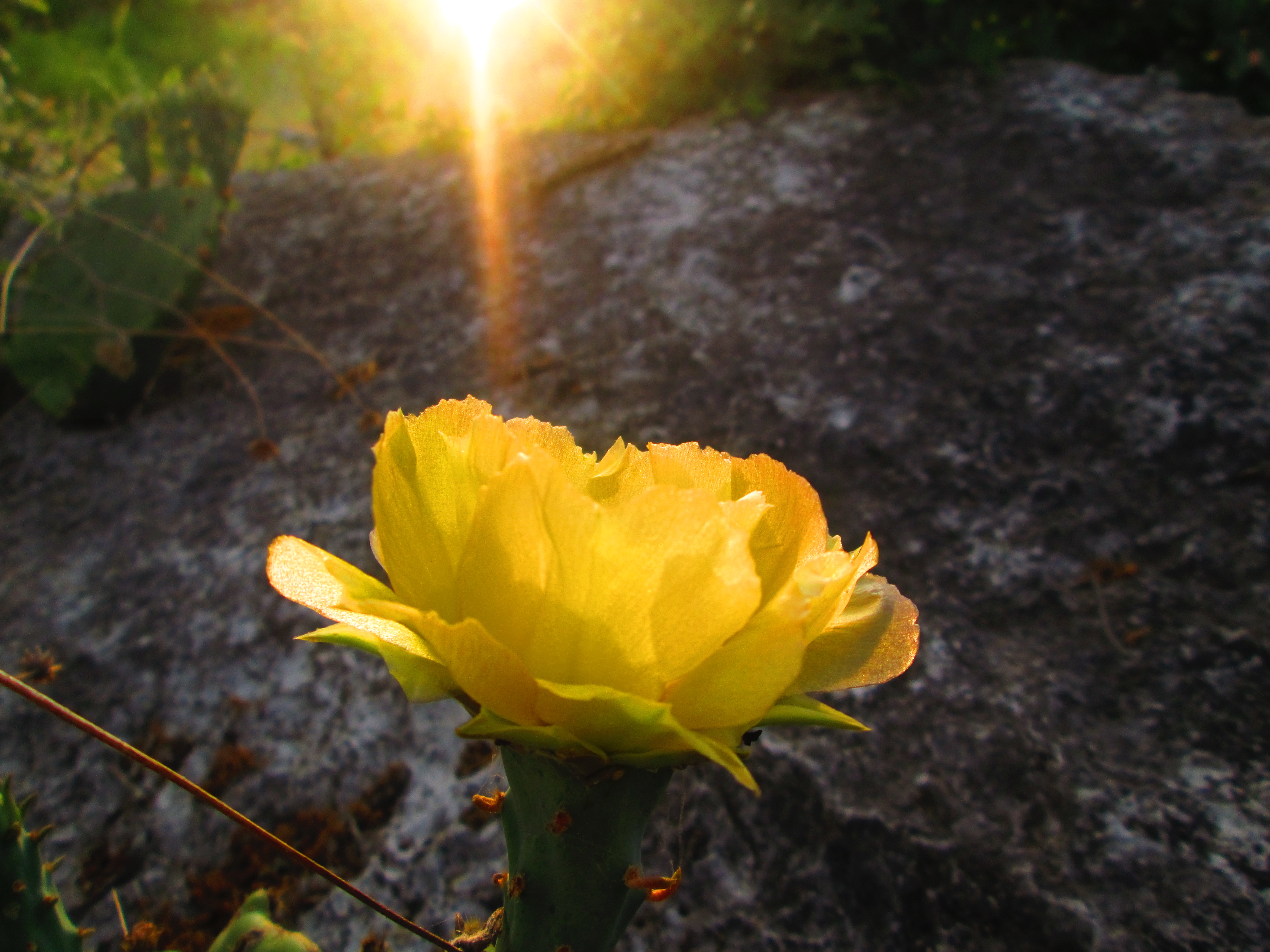 the yellow Rose of TEXAS!!! by Zachary
