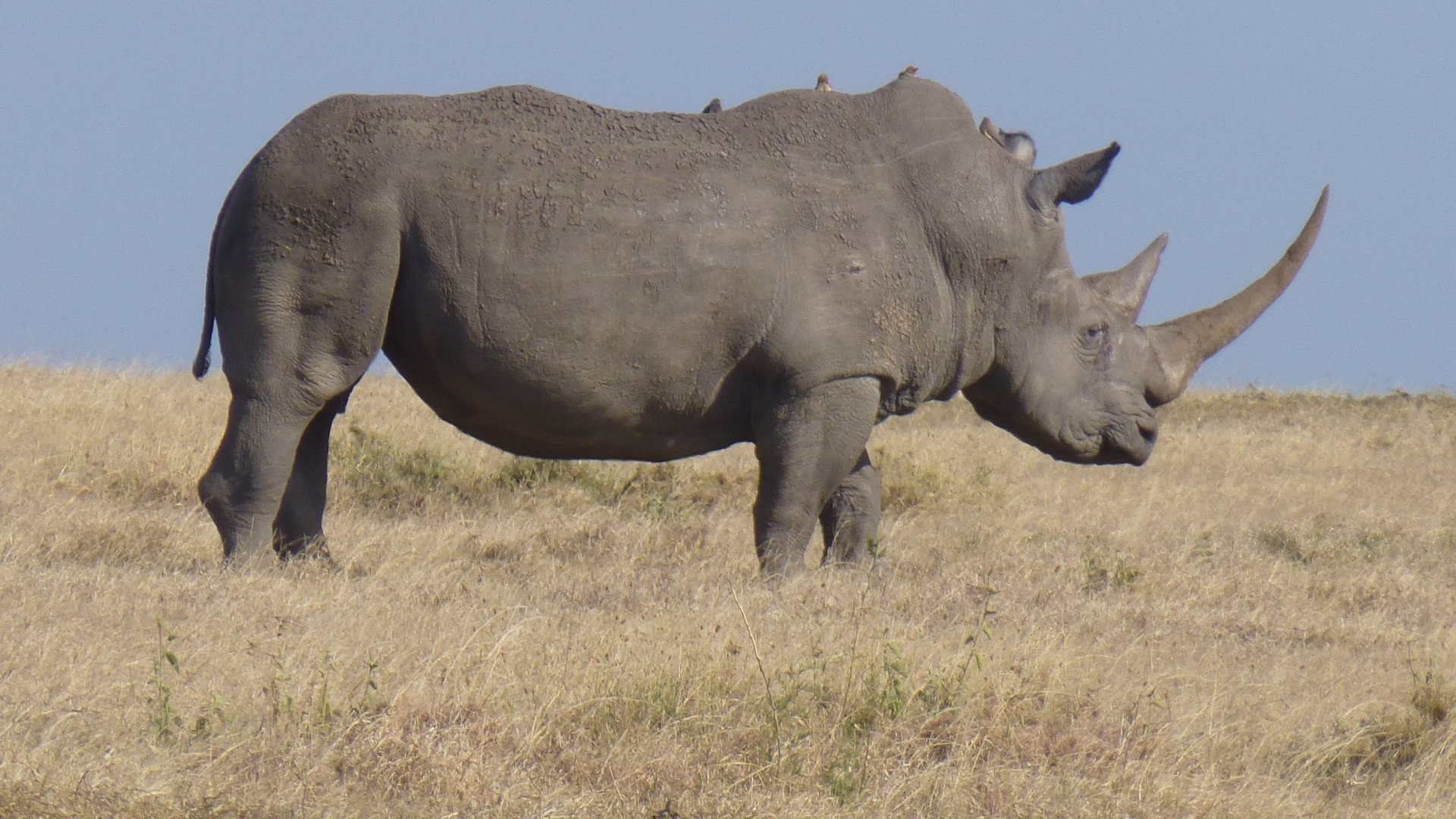 Download Animal Rhino HD Wallpaper