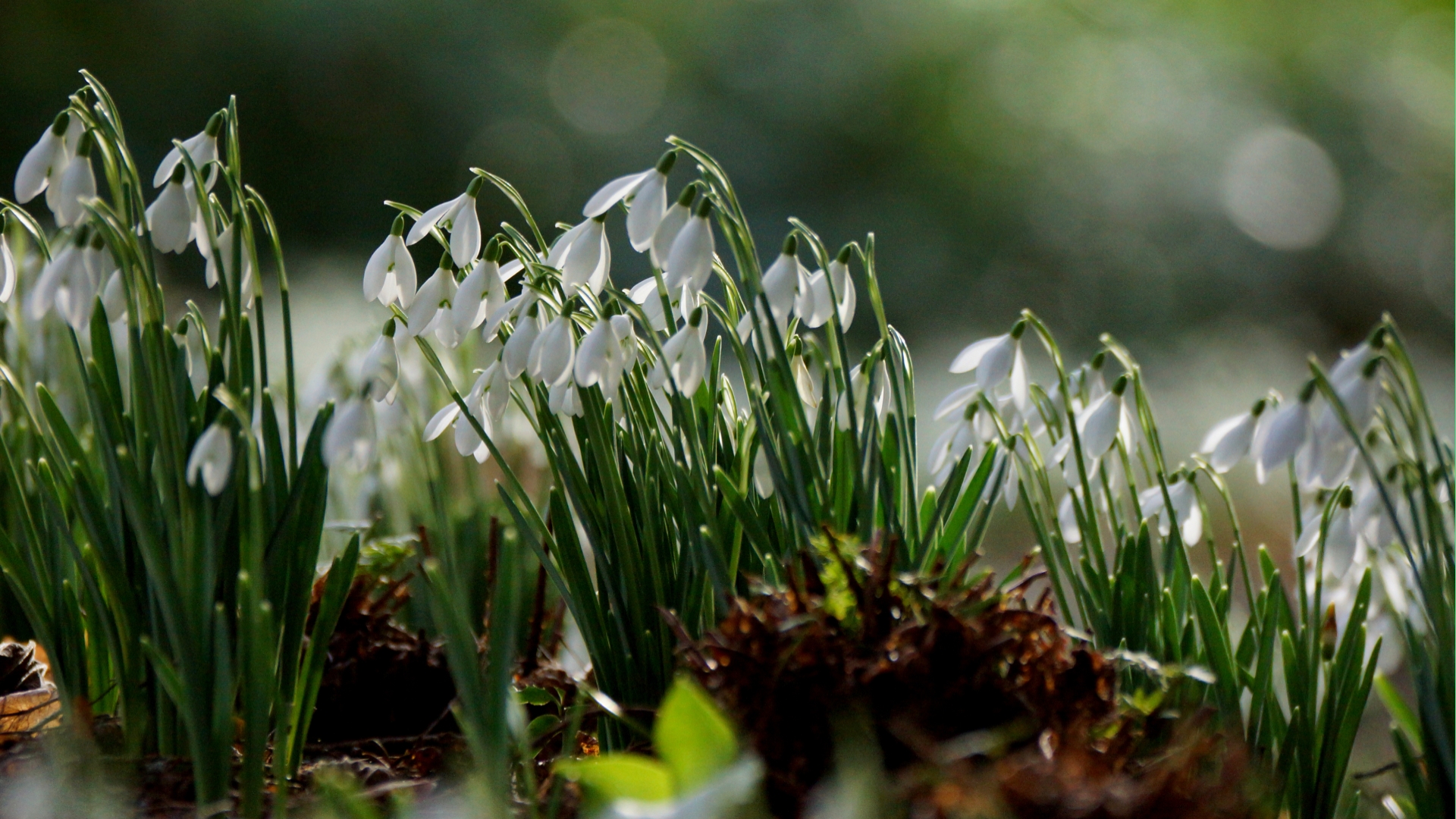 Snowdrop HD Wallpaper