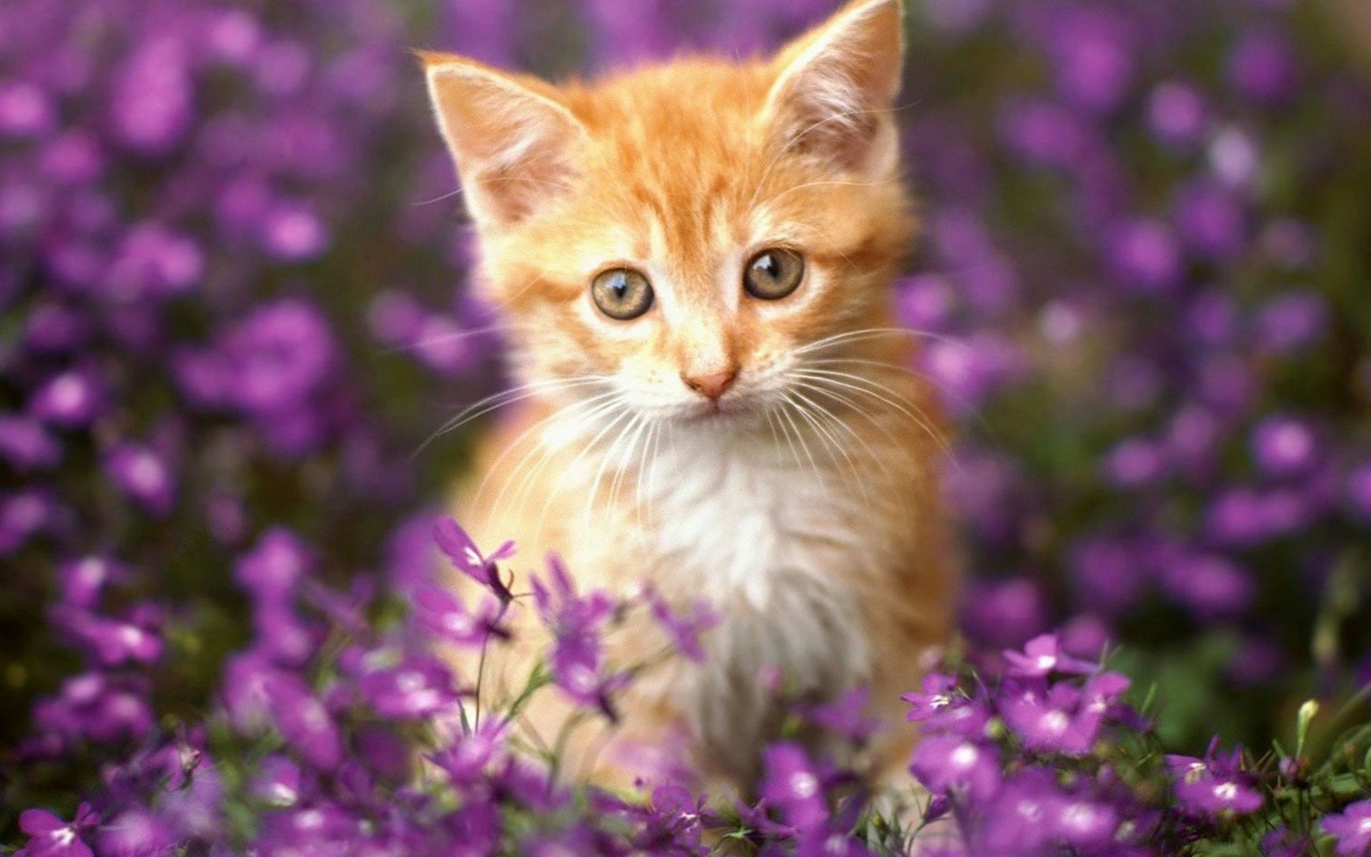 HD Cat Charm: Orange Kitten Amid Vibrant Purple Blooms