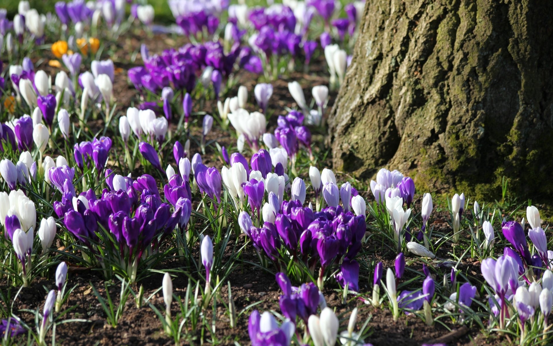 Nature Crocus HD Wallpaper