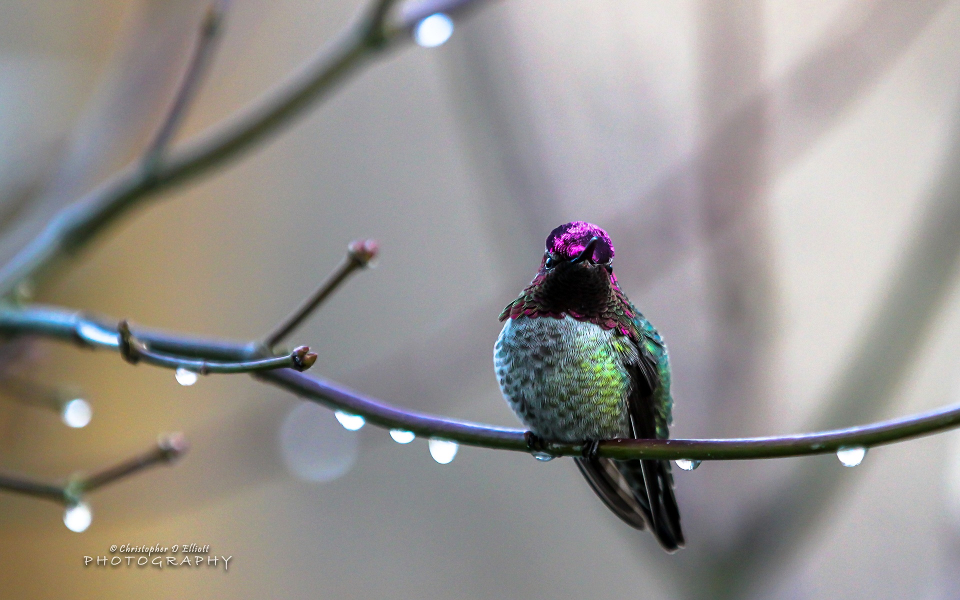 Purple Hummingbird Wallpaper
