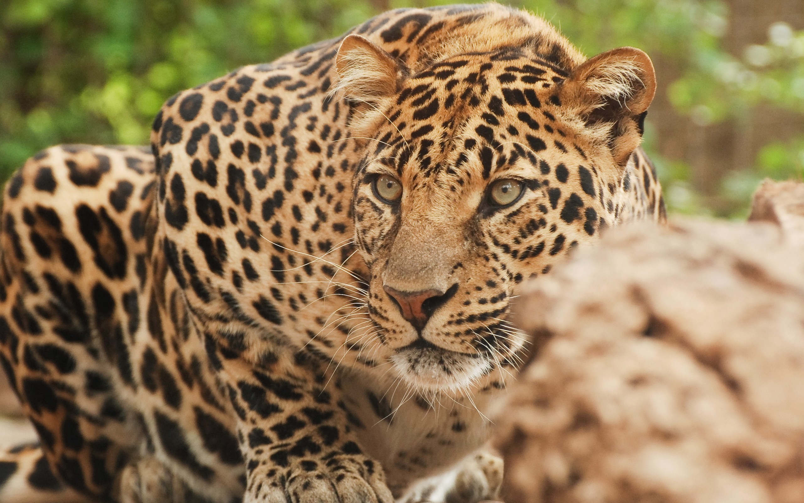 Download Animal Leopard HD Wallpaper